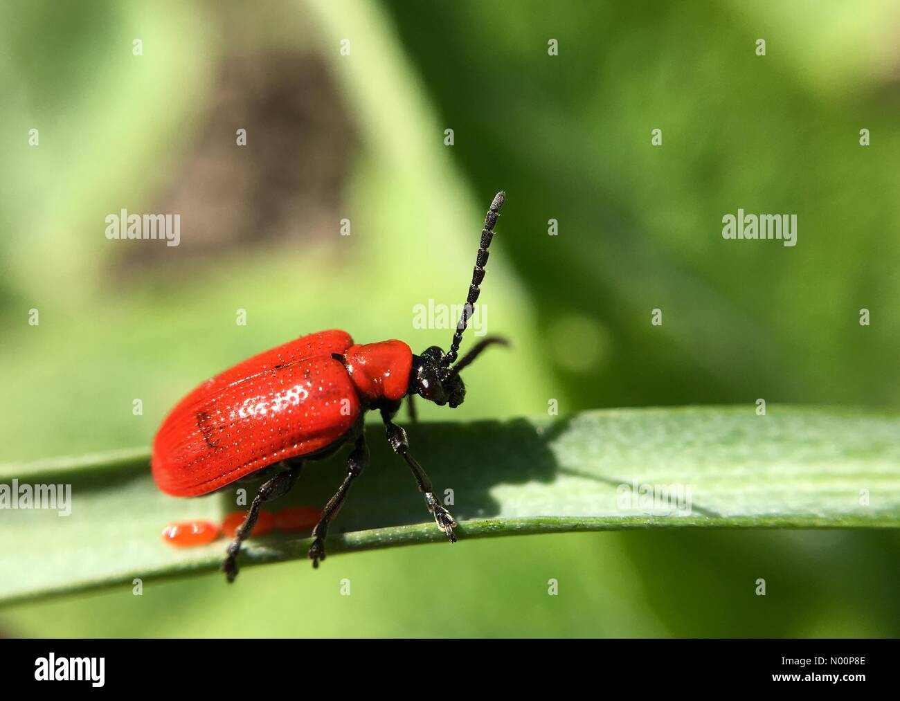 UK weather - insects in Leeds, Yorkshire 8th May 2018. The scarlet lily ...