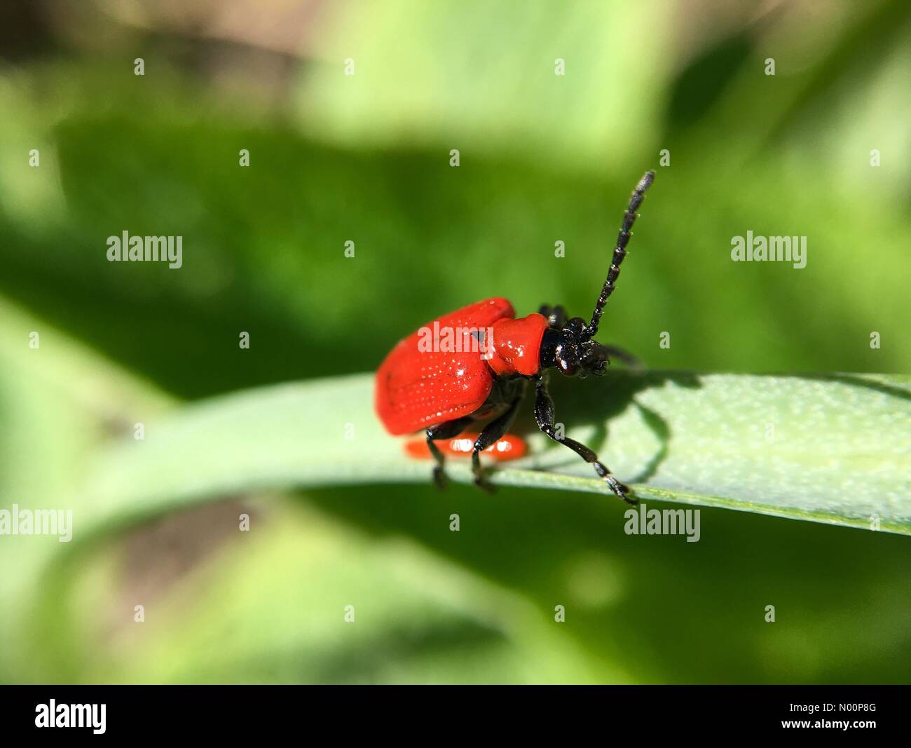 UK weather - insects in Leeds, Yorkshire 8th May 2018. The scarlet lily ...