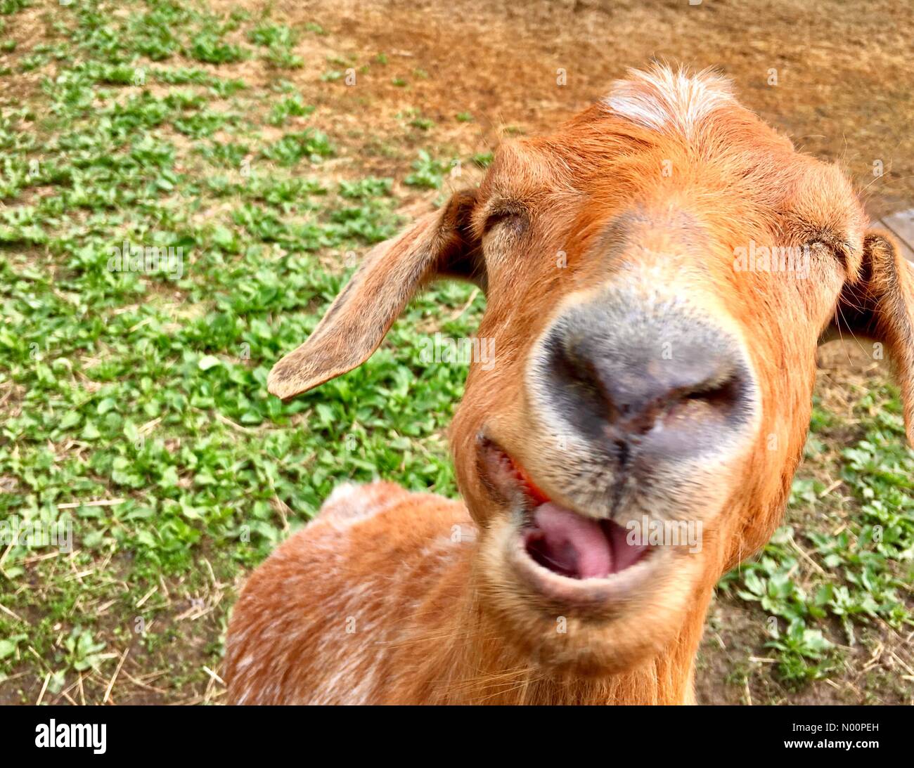 Brave animals hi-res stock photography and images - Alamy