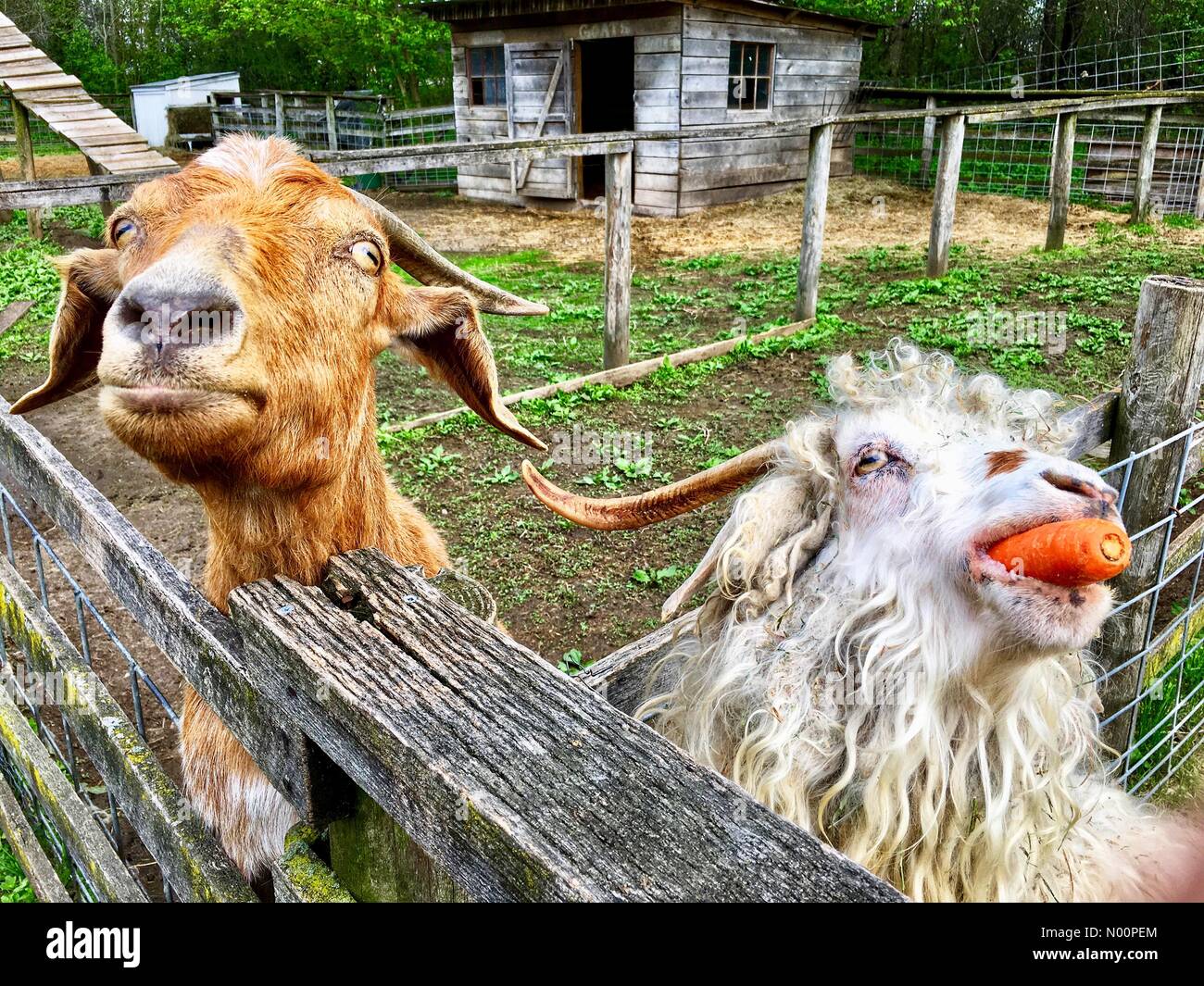 Muddy carrot hi-res stock photography and images - Alamy