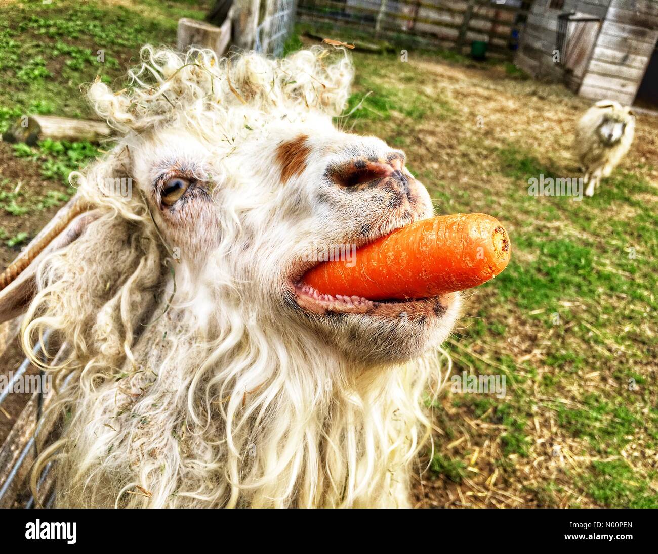 Muddy Carrot High Resolution Stock Photography and Images - Alamy