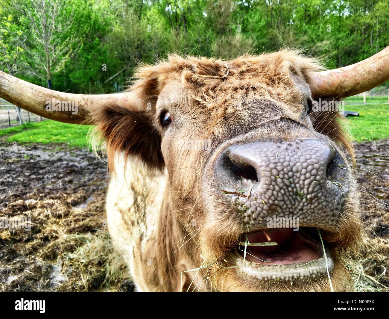 Highland cow in mud hi-res stock photography and images - Alamy