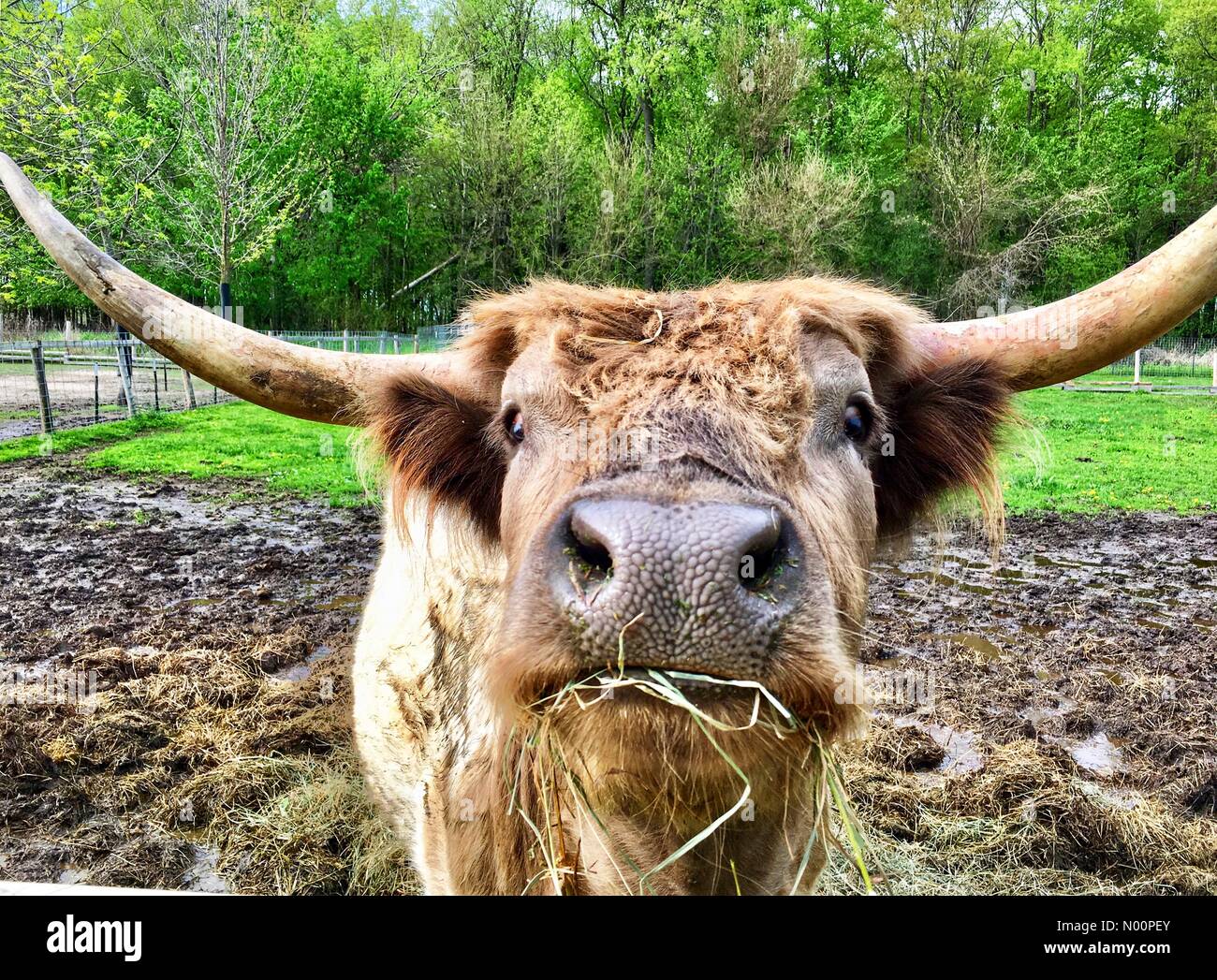 Highland cow in mud hi-res stock photography and images - Alamy