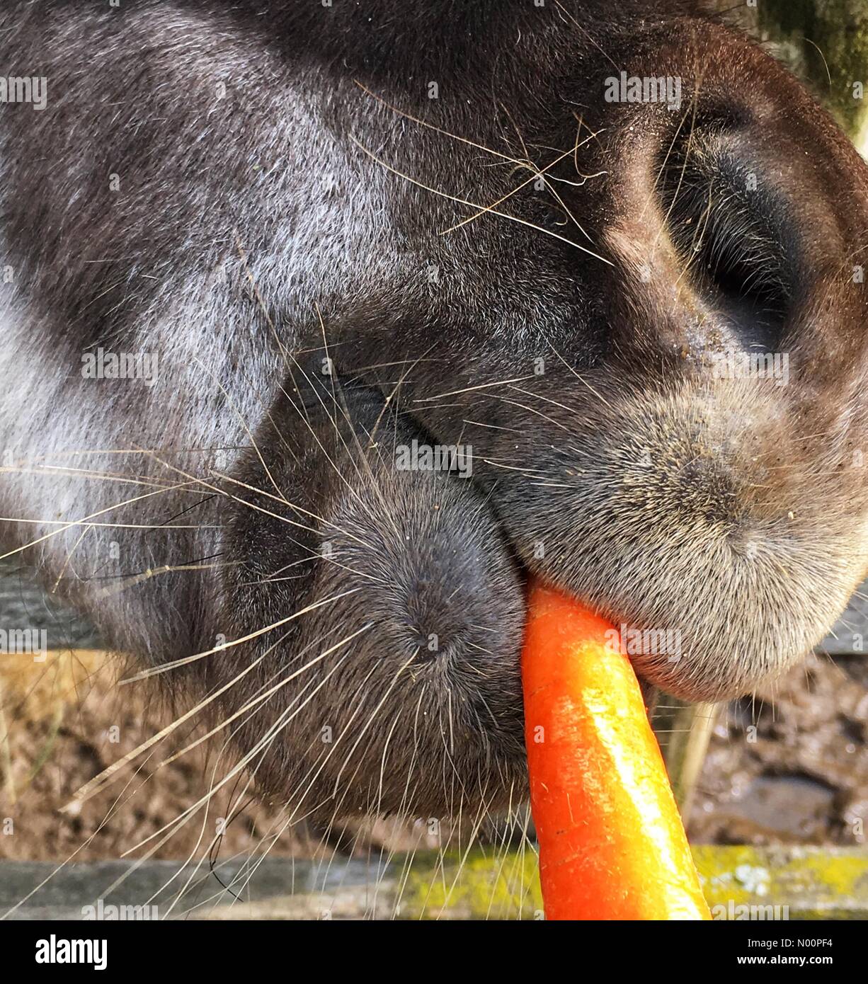 Muddy carrot hi-res stock photography and images - Alamy