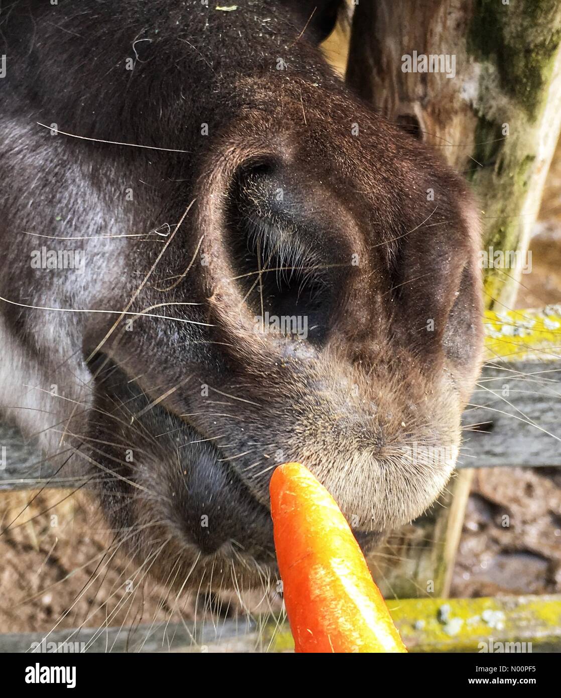 Muddy carrot hi-res stock photography and images - Alamy