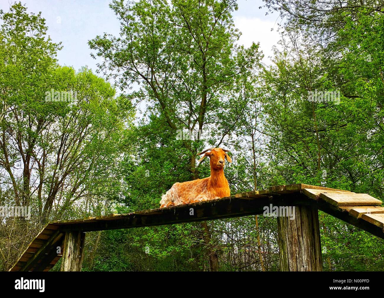 Goat Climbing Structures