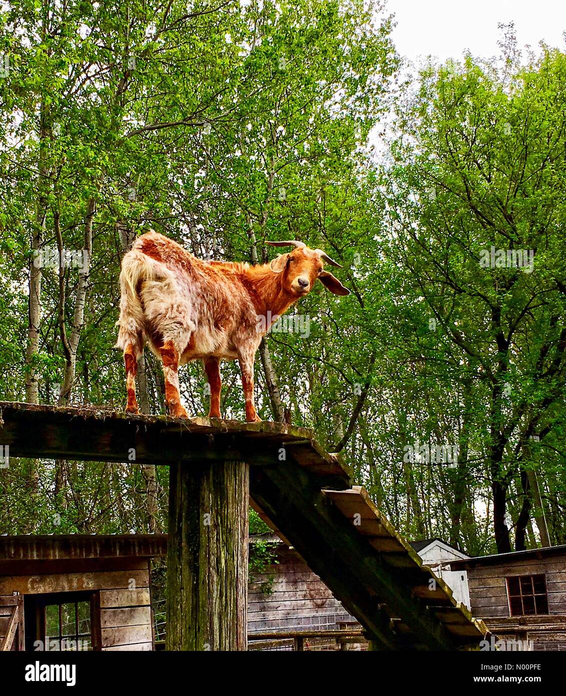 Goat climbing structure hi-res stock photography and images - Alamy