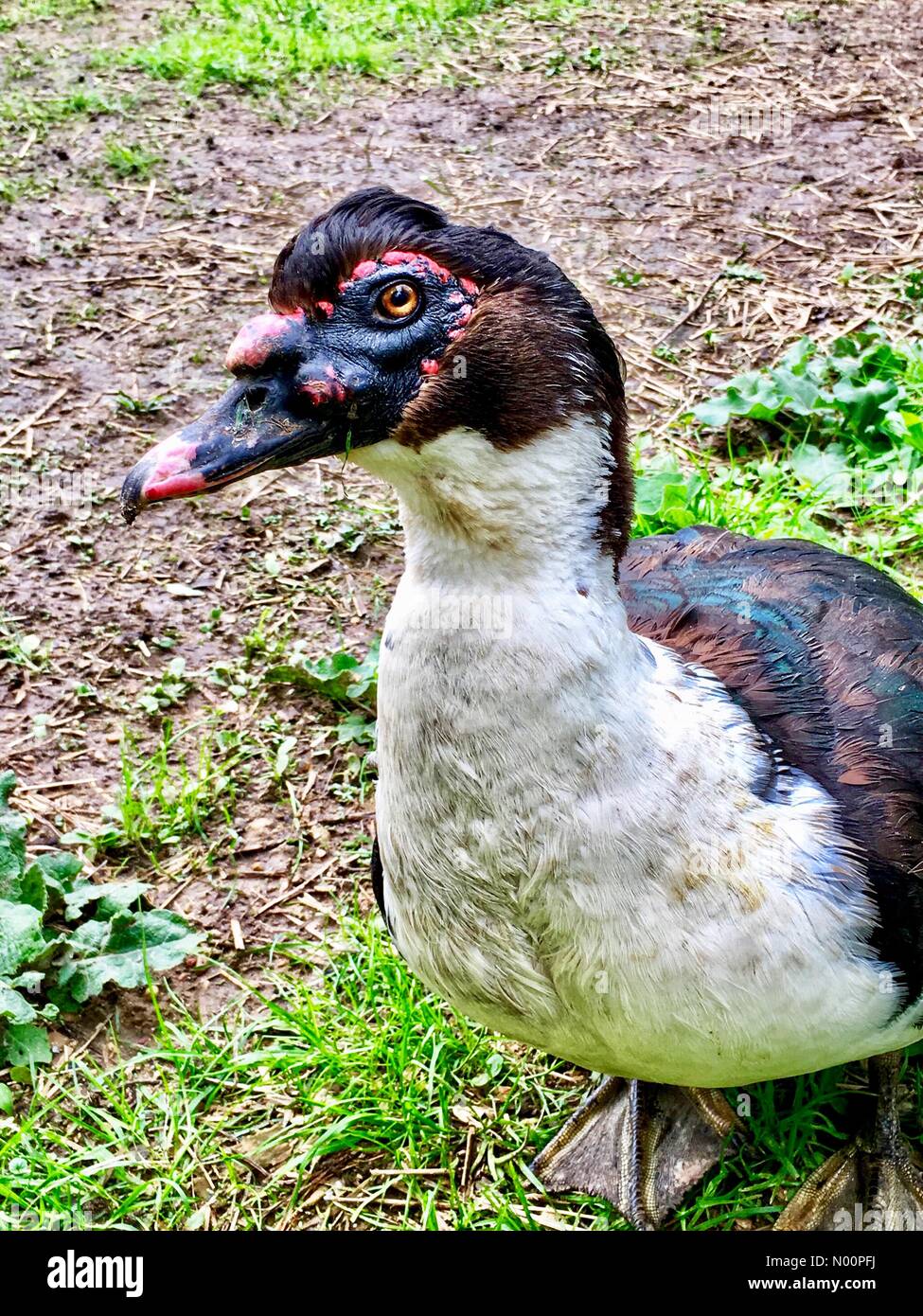 Animals when it rains hi-res stock photography and images - Alamy