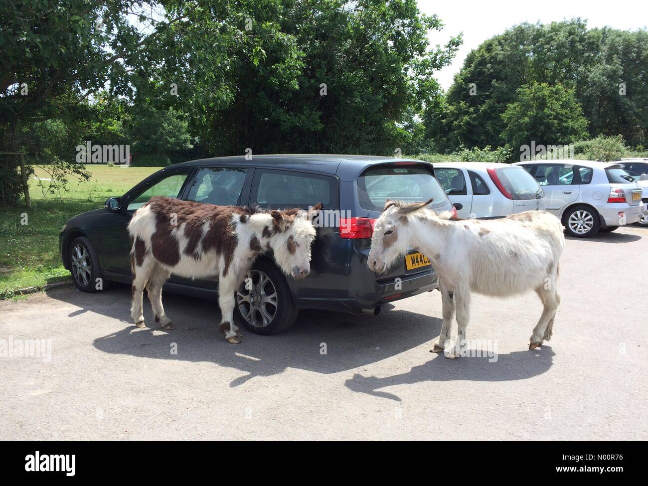 Cool donkey hi-res stock photography and images - Alamy
