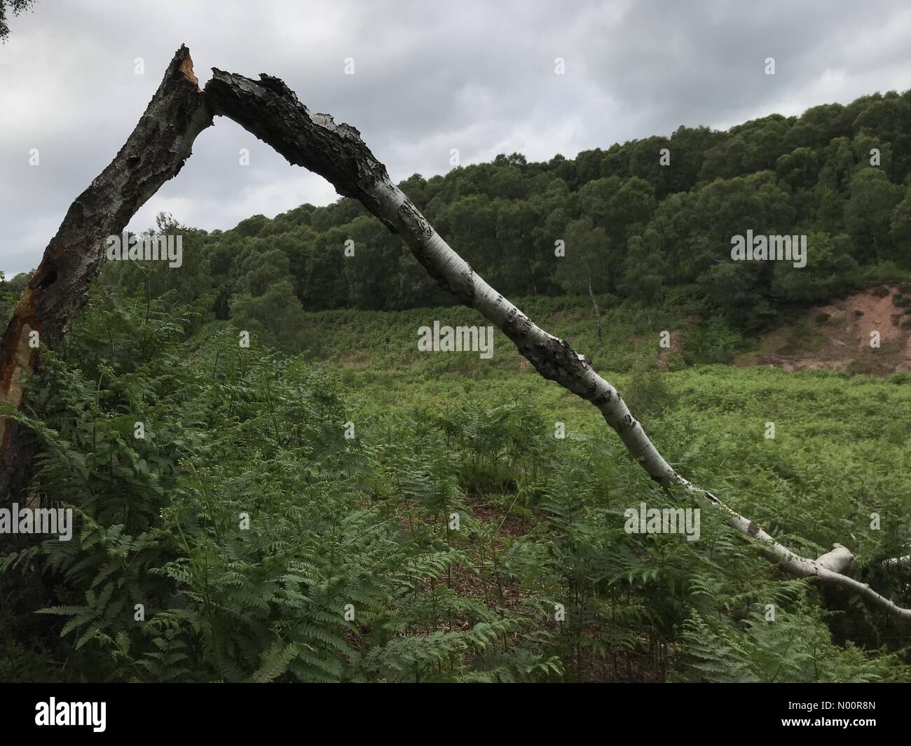 Axe damage hi-res stock photography and images - Alamy