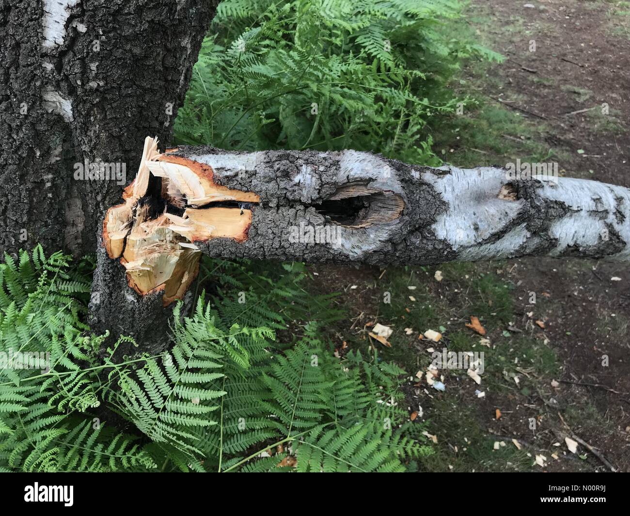 A recent spate of tree vandalism on Cannock Chase, Staffordshire. Tree ...