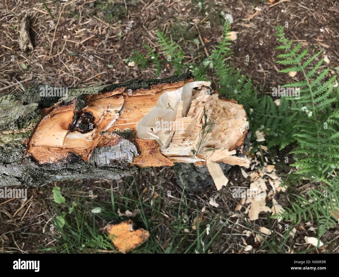 Axe damage hi-res stock photography and images - Alamy