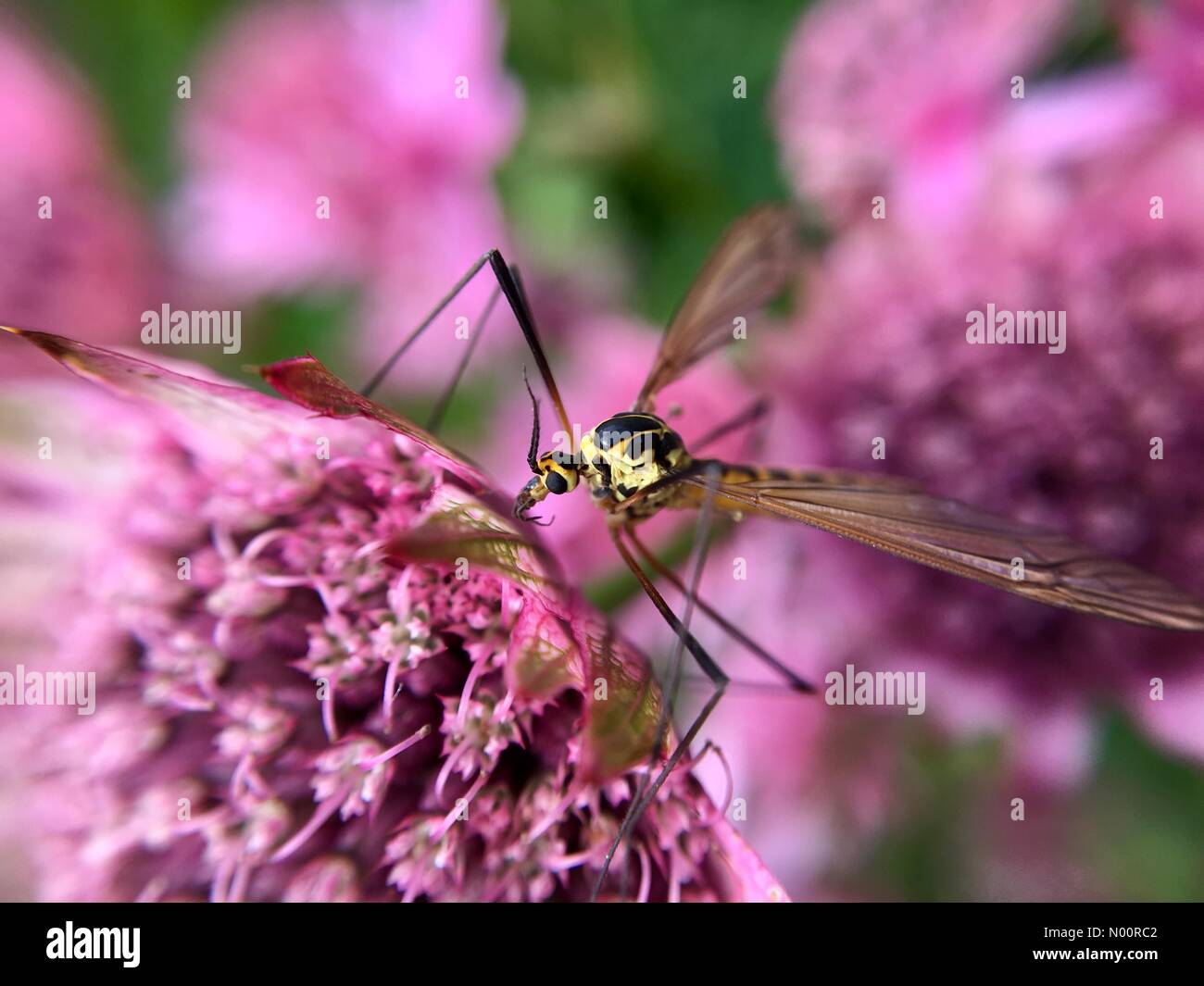 UK weather Leeds, Yorkshire 21st June 2018. A sunny afternoon at Golden ...