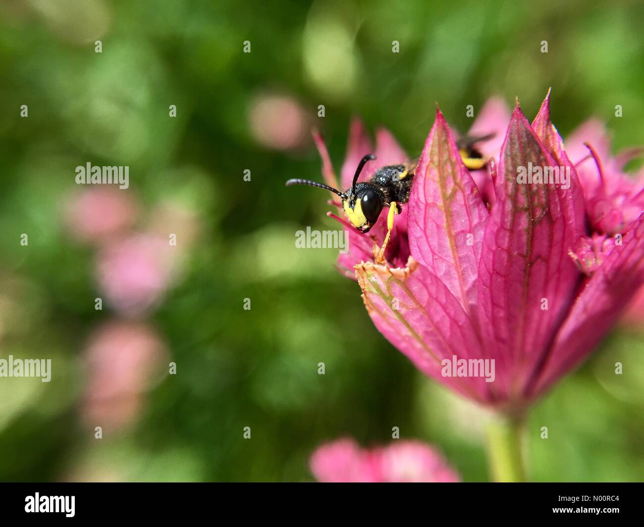 Amblyteles hi-res stock photography and images - Alamy