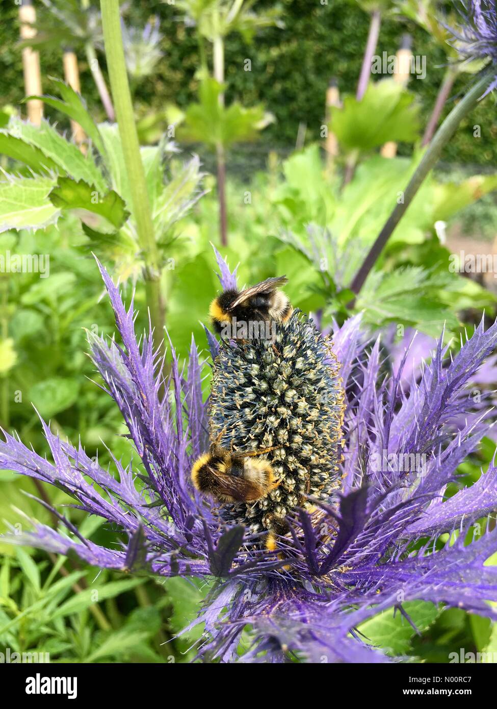 UK weather Leeds, Yorkshire 21st June 2018. A sunny afternoon at Golden ...