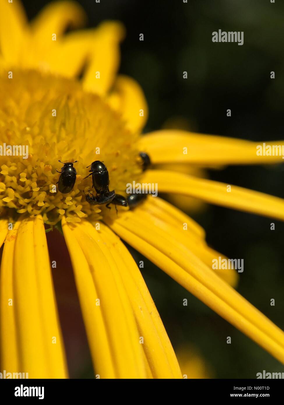 Pollen beetles hi-res stock photography and images - Alamy