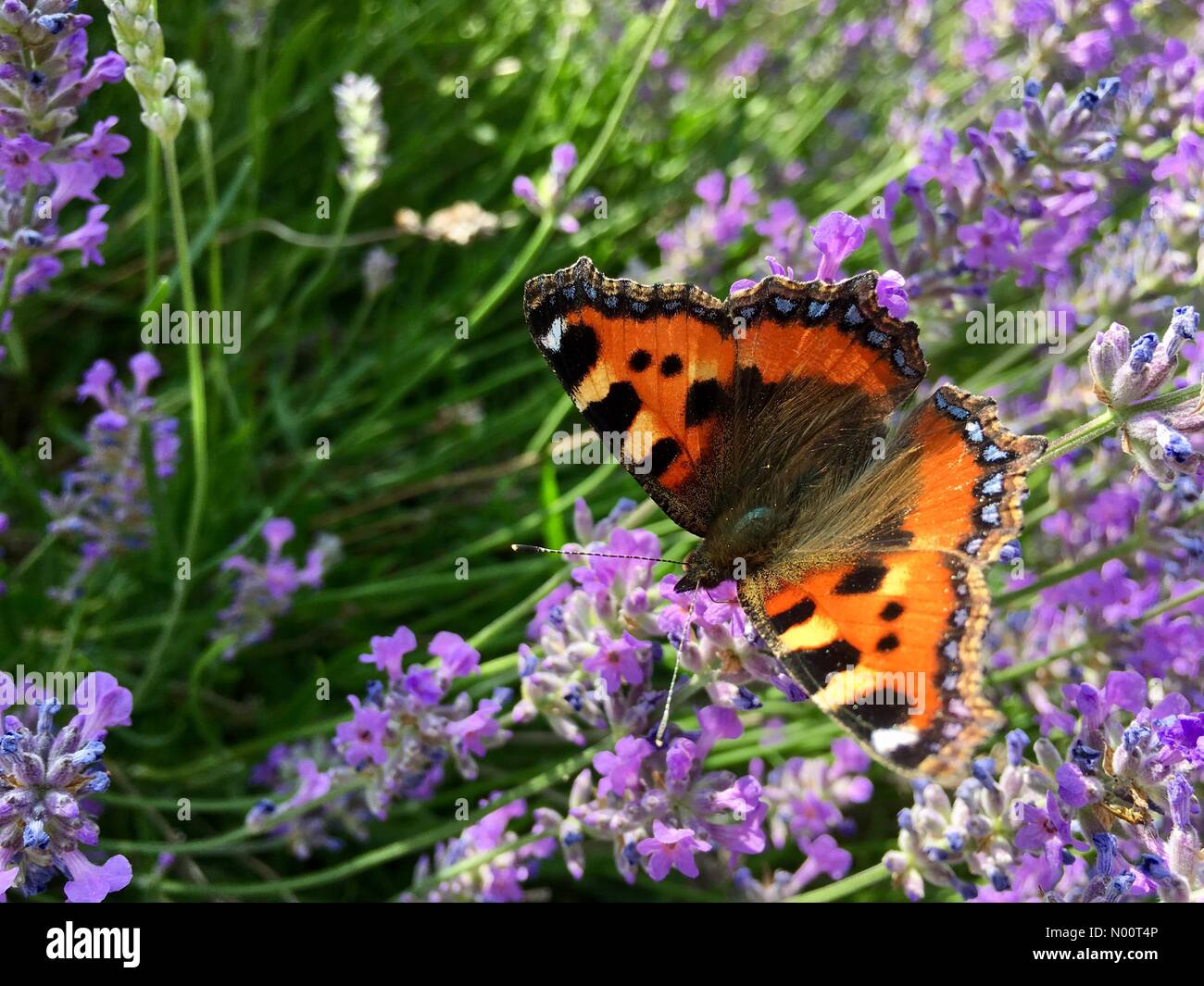 Butterfly Looked High Resolution Stock Photography and Images - Alamy