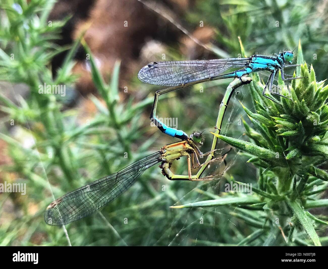 Damsel fly ireland hi-res stock photography and images - Alamy