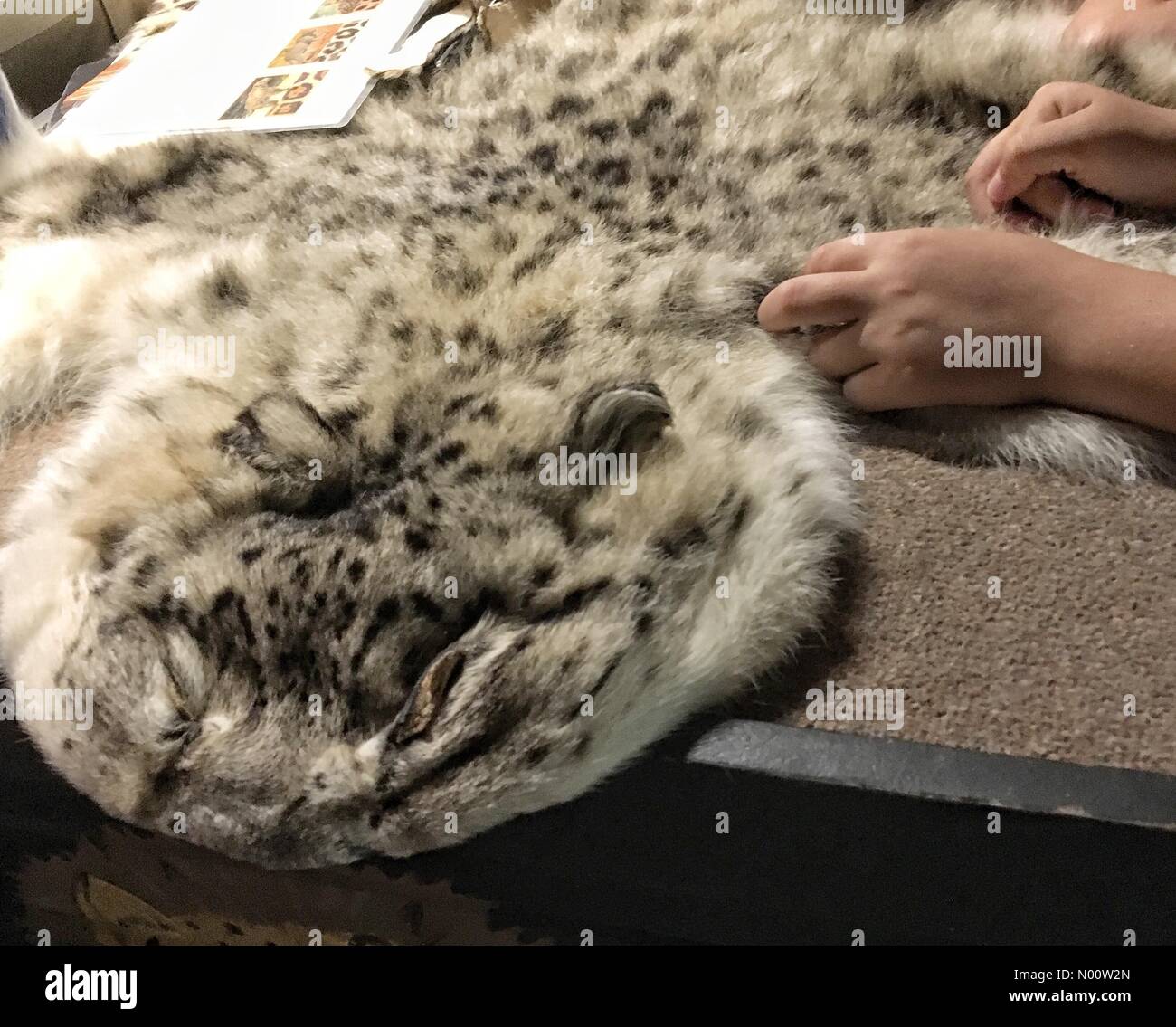 Milwaukee, USA. 27th July 2018. Cat Conservation Day at Milwaukee ...