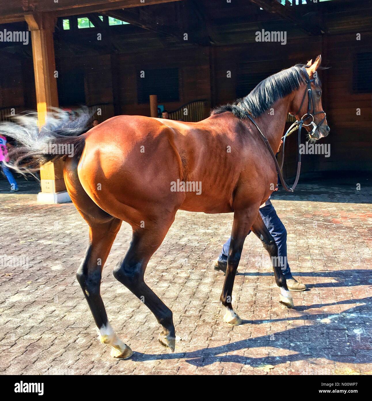Secretariat horse hi-res stock photography and images - Alamy