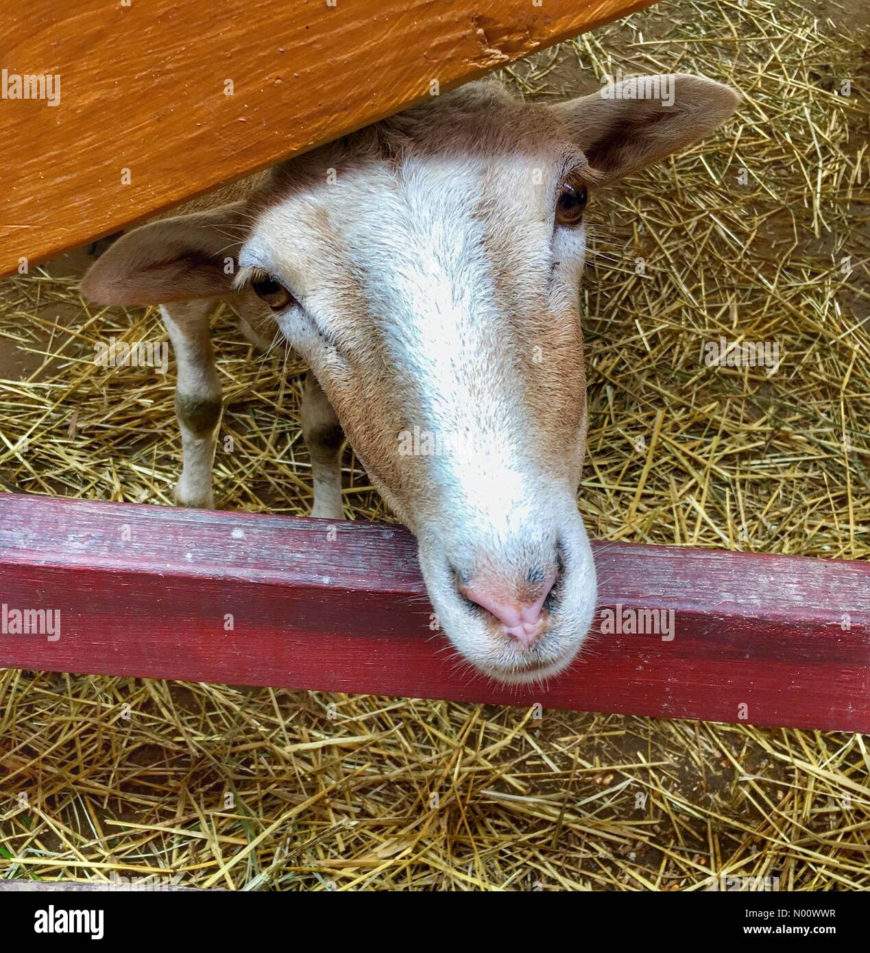 Goat leaning over fence hi-res stock photography and images - Alamy