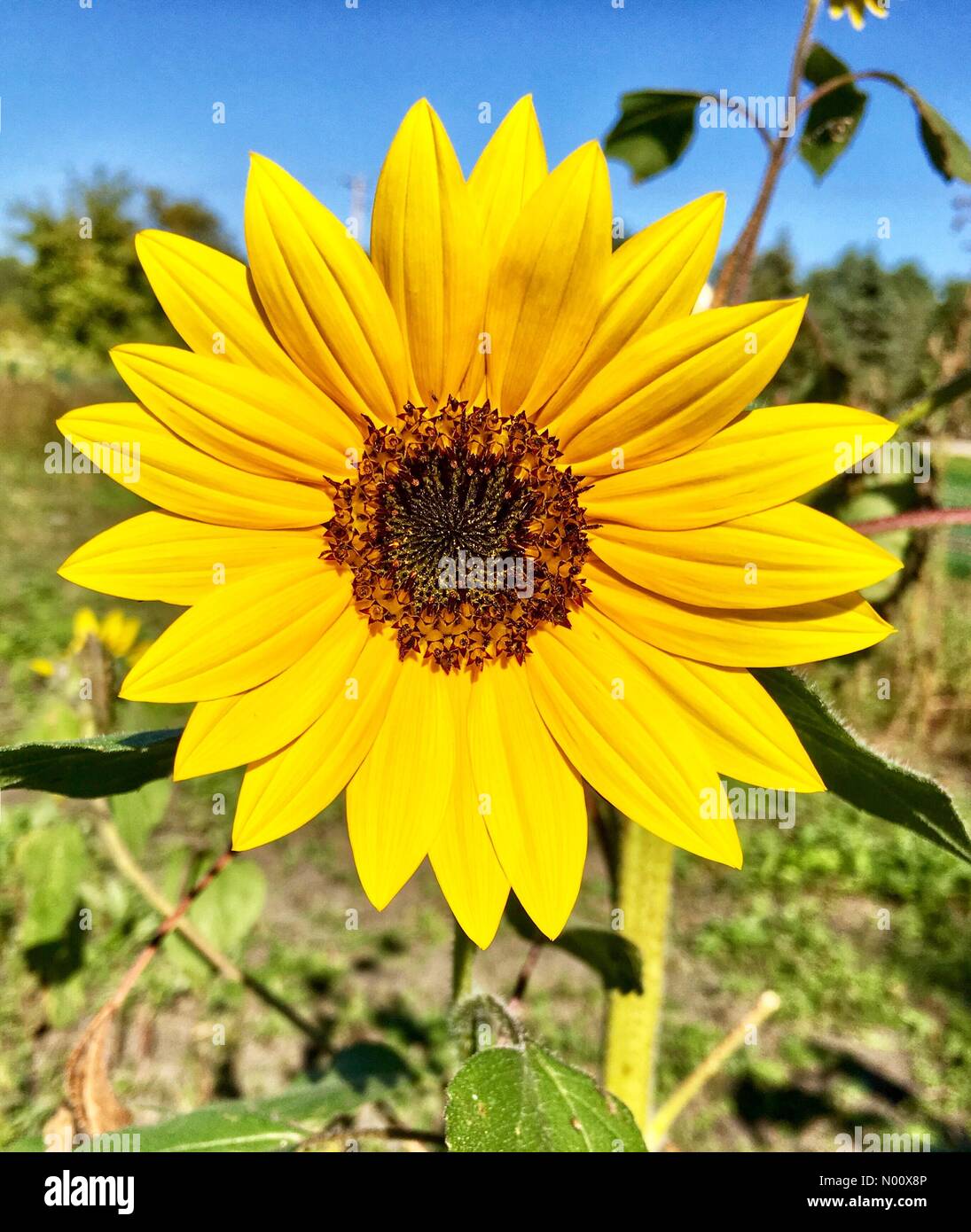September in the midwest sunflower hi-res stock photography and images ...