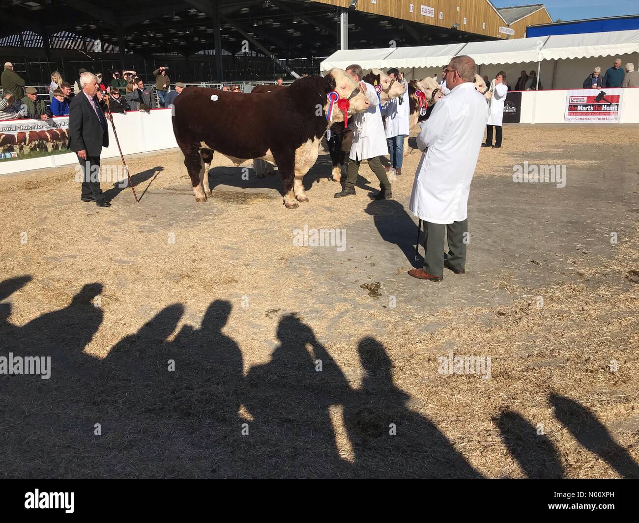 Hereford cattle auction hi-res stock photography and images - Alamy