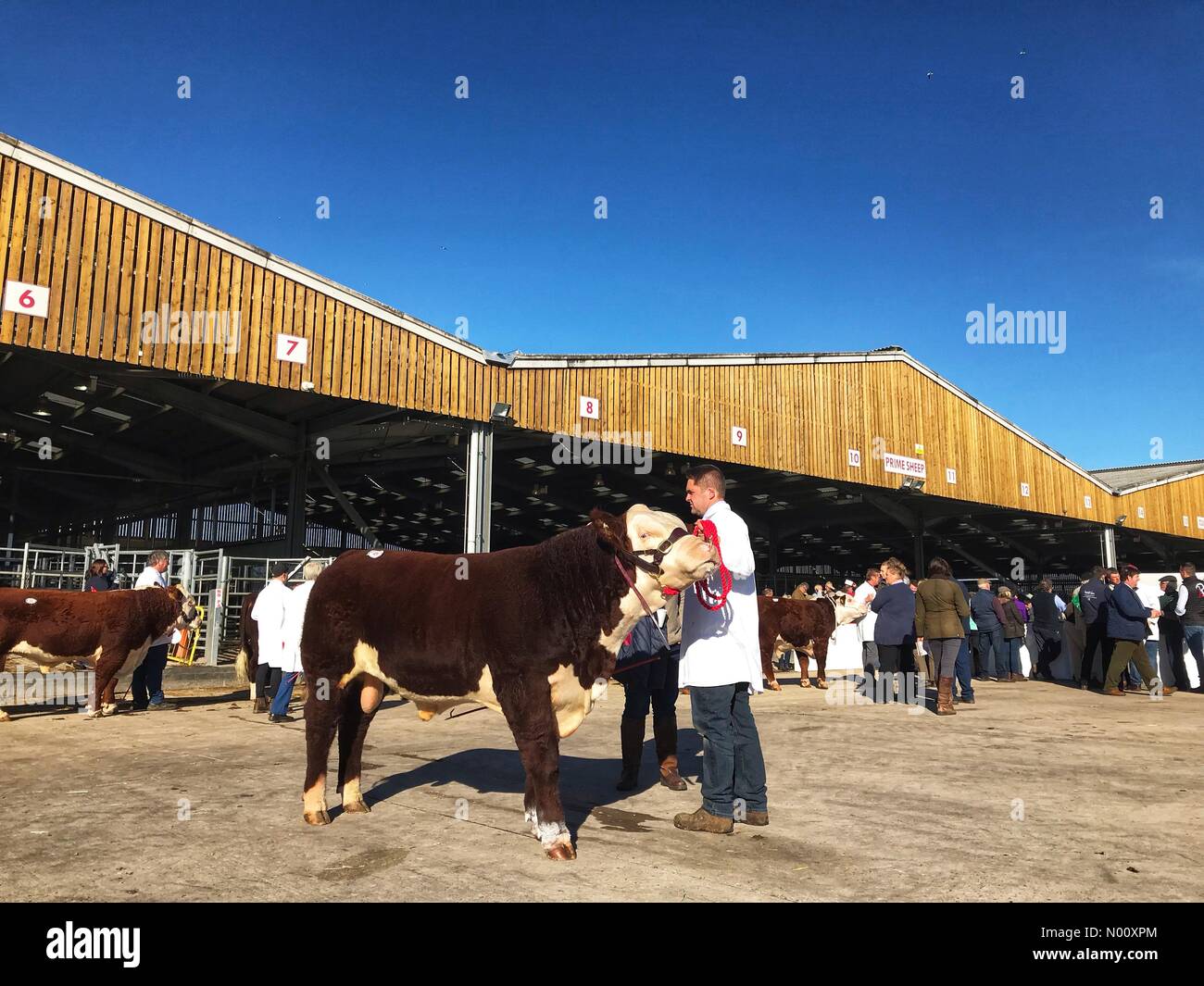 Hereford cattle auction hi-res stock photography and images - Alamy