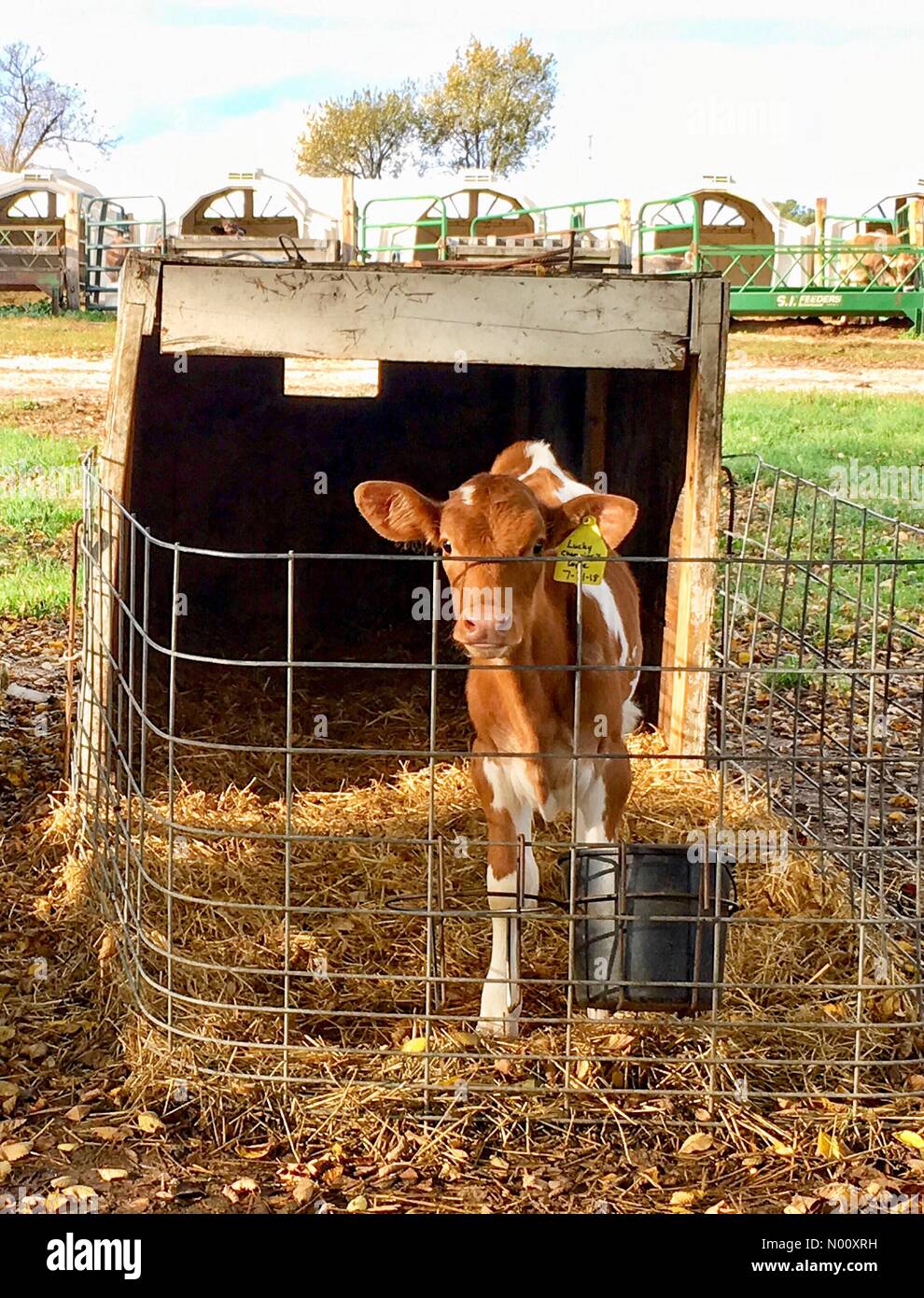 Cozy Nook Annual Farm Market, Waukesha, USA. 9th Oct 2018. 9th October ...