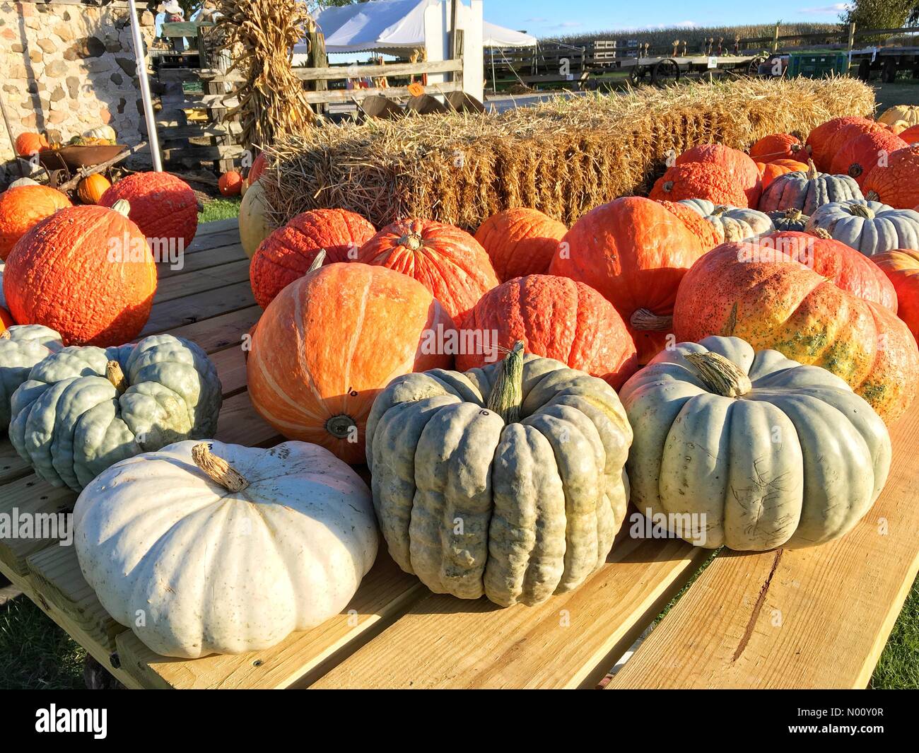 Corn shock hi-res stock photography and images - Alamy