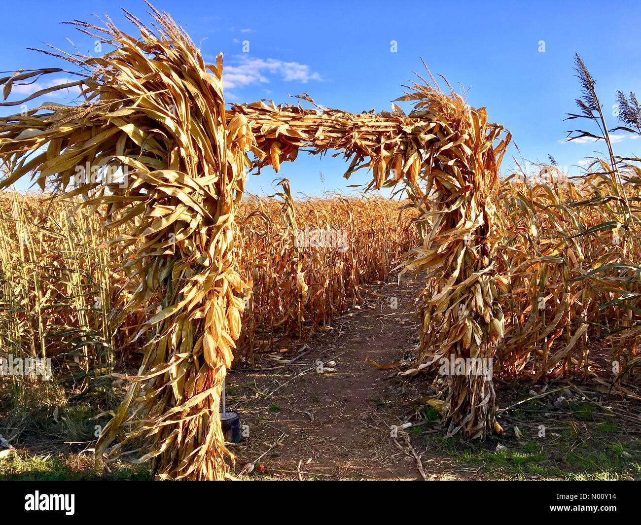 Corn shocks hi-res stock photography and images - Alamy
