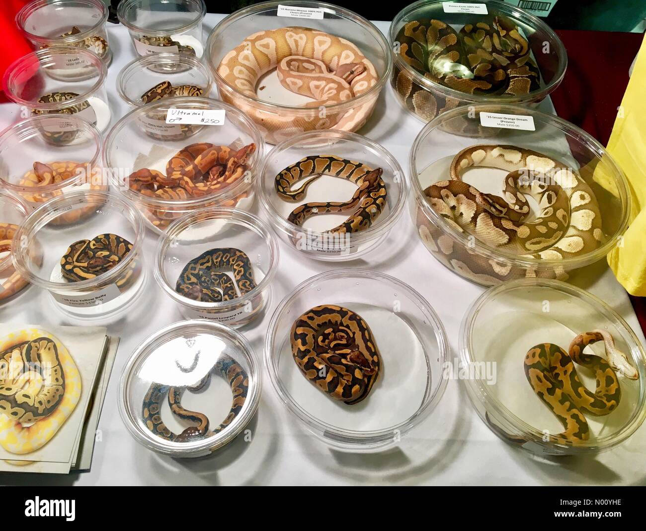 Herp club hi-res stock photography and images - Alamy