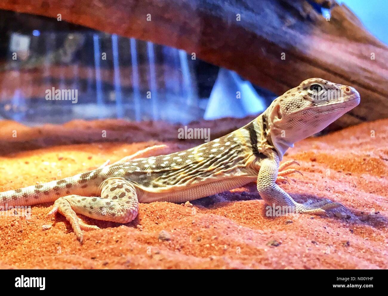 Various reptiles hi-res stock photography and images - Alamy
