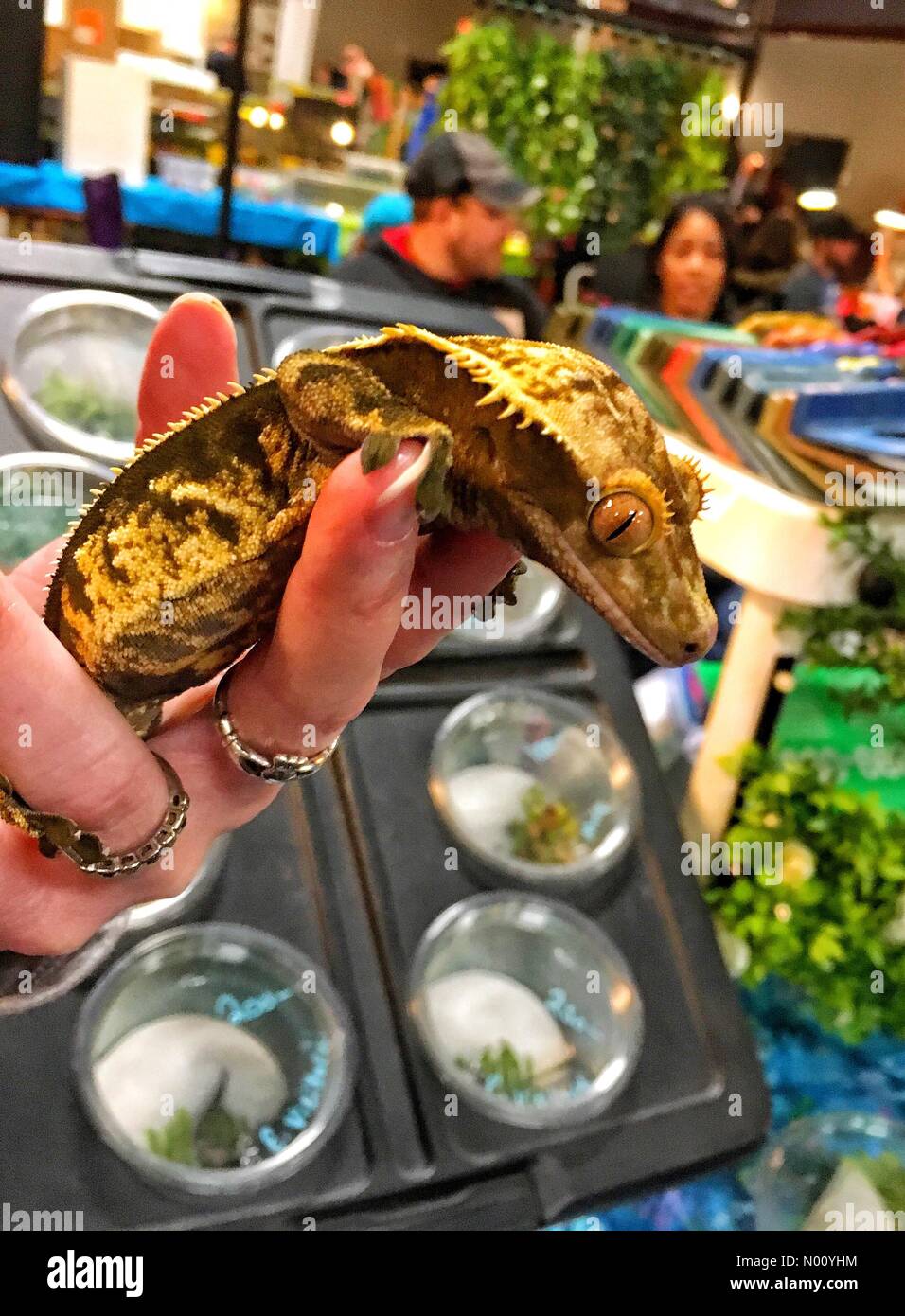 Woman holding crested gecko pet hi-res stock photography and images - Alamy