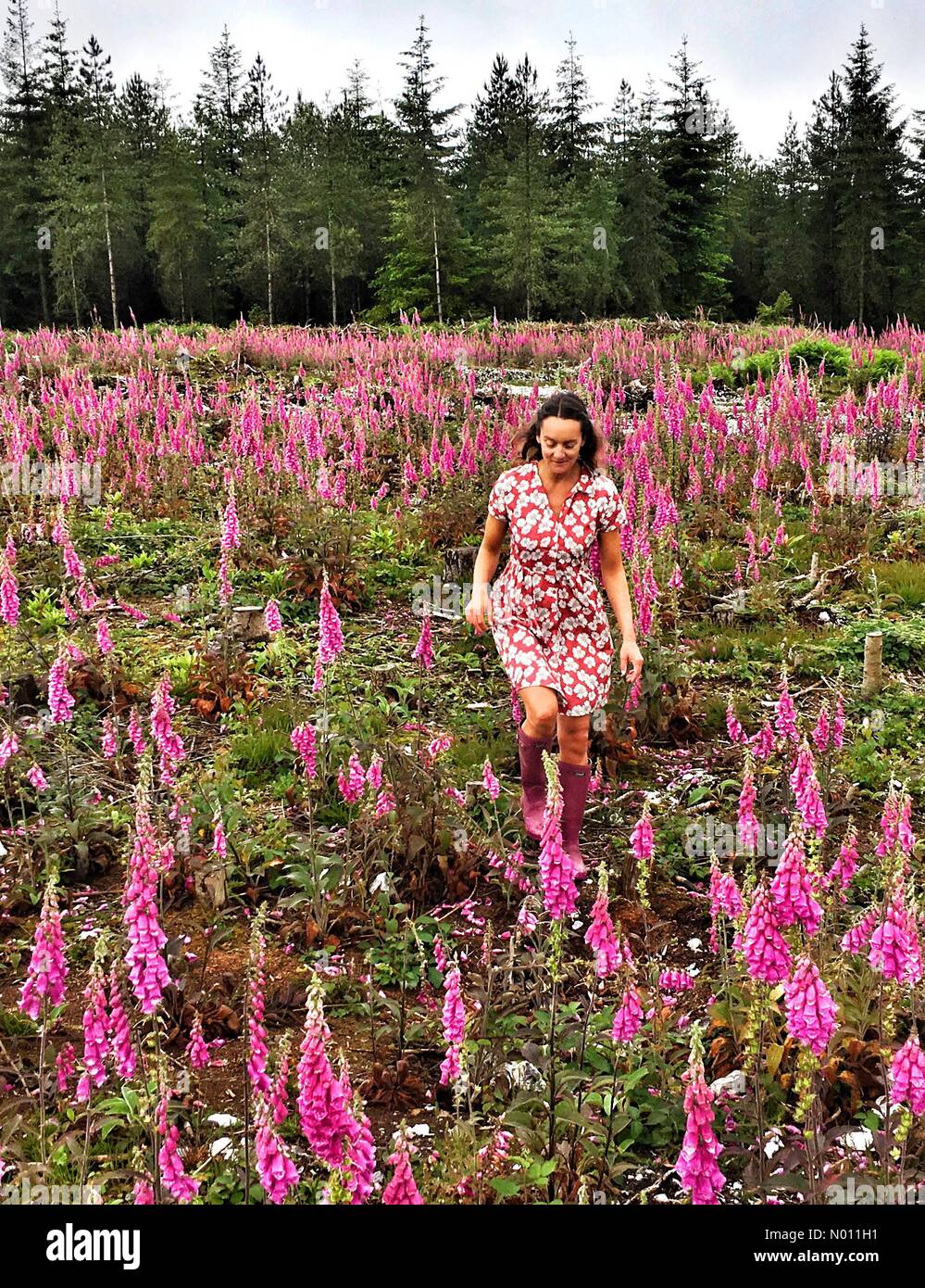 Foxgloves field devon uk hi-res stock photography and images - Alamy