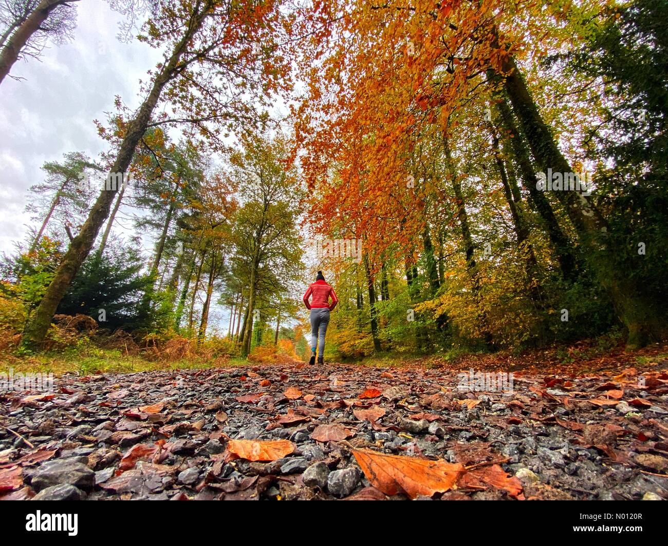 Haldon Forest, Devon. 6th Nov 2019. UK Weather: Colourful Autumnal in ...