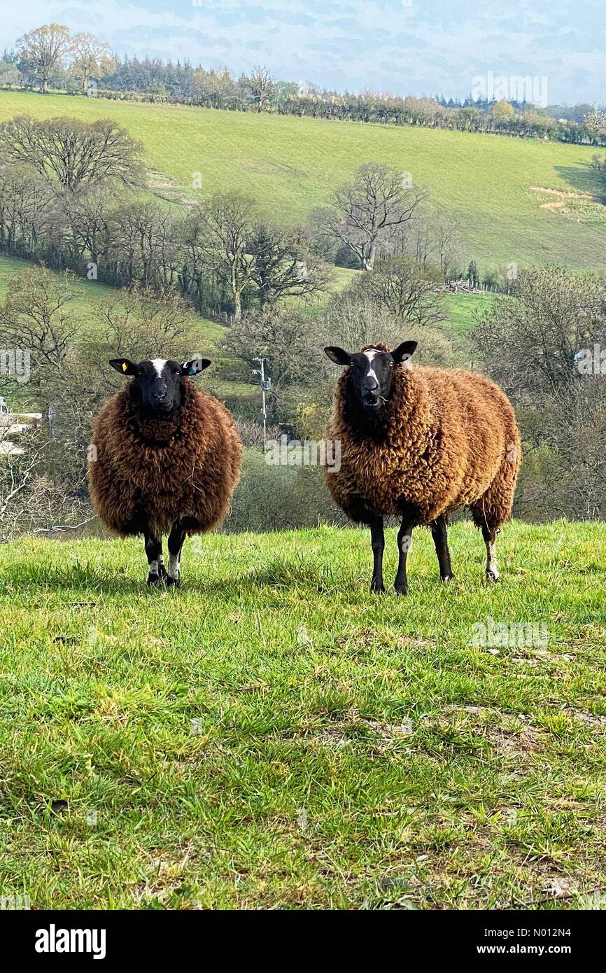 Sheep in teign valley devon hi-res stock photography and images - Alamy