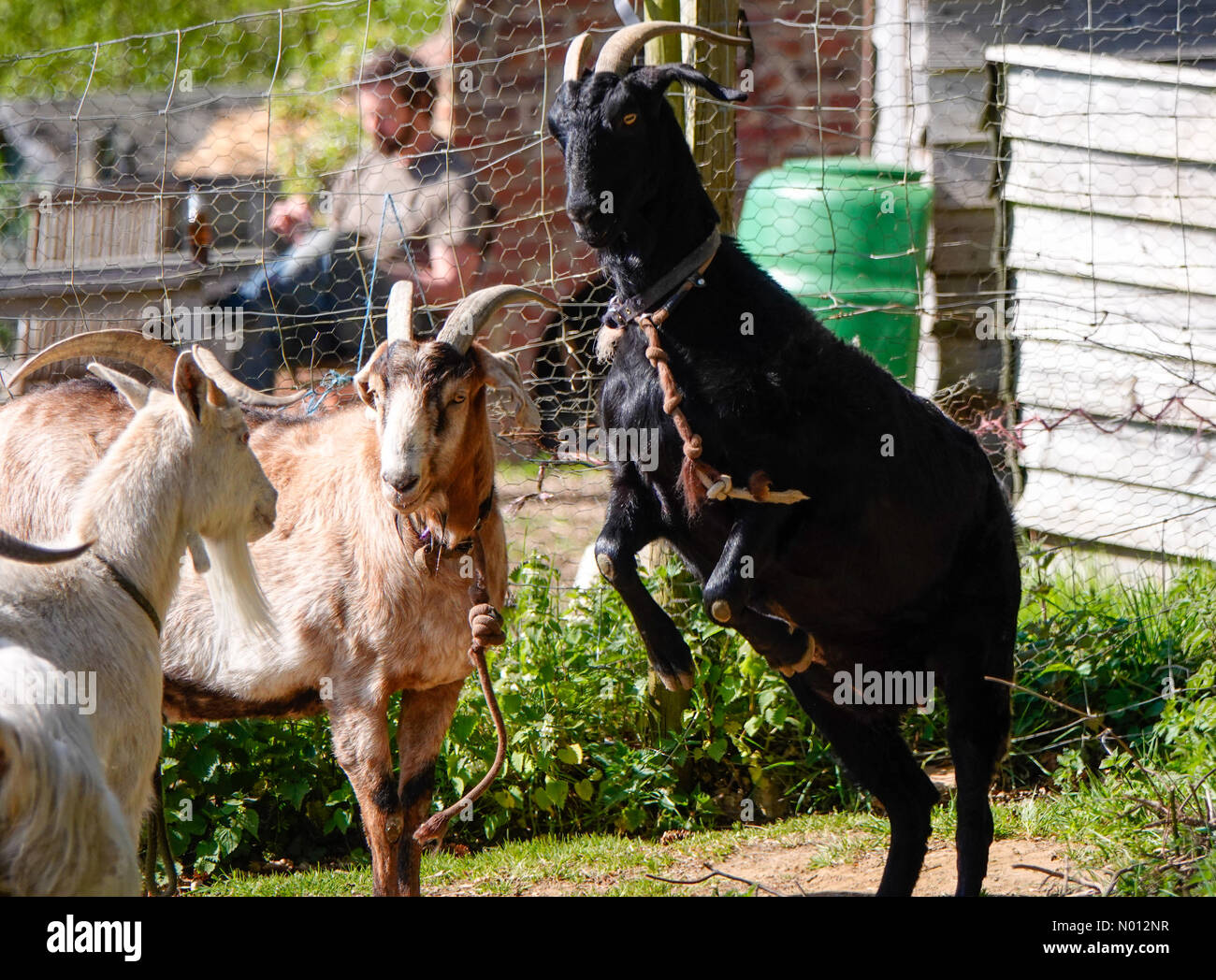 Mating goats hi-res stock photography and images - Alamy