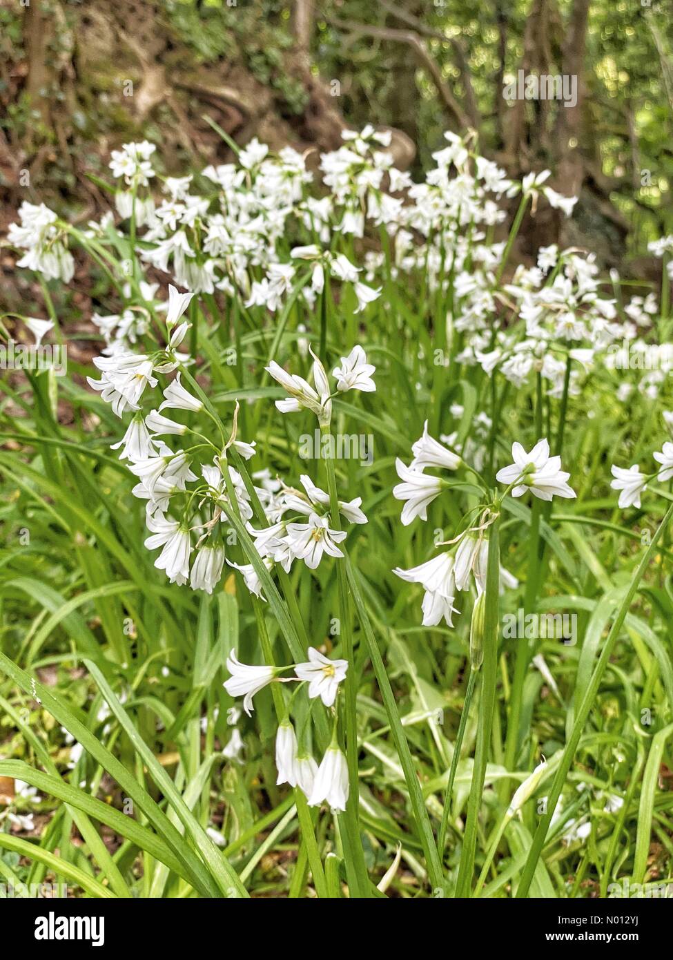 Three cornered garlic hi-res stock photography and images - Alamy