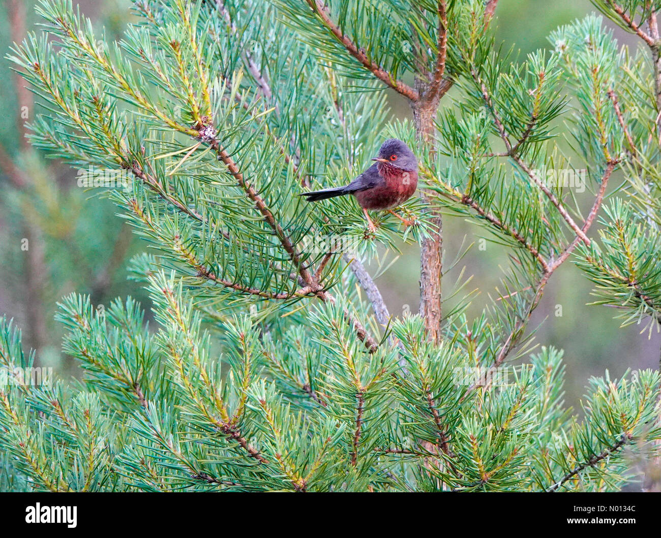 UK Weather: Cloudy in Elstead. Thursley Common, Elstead. 28th June 2020 ...