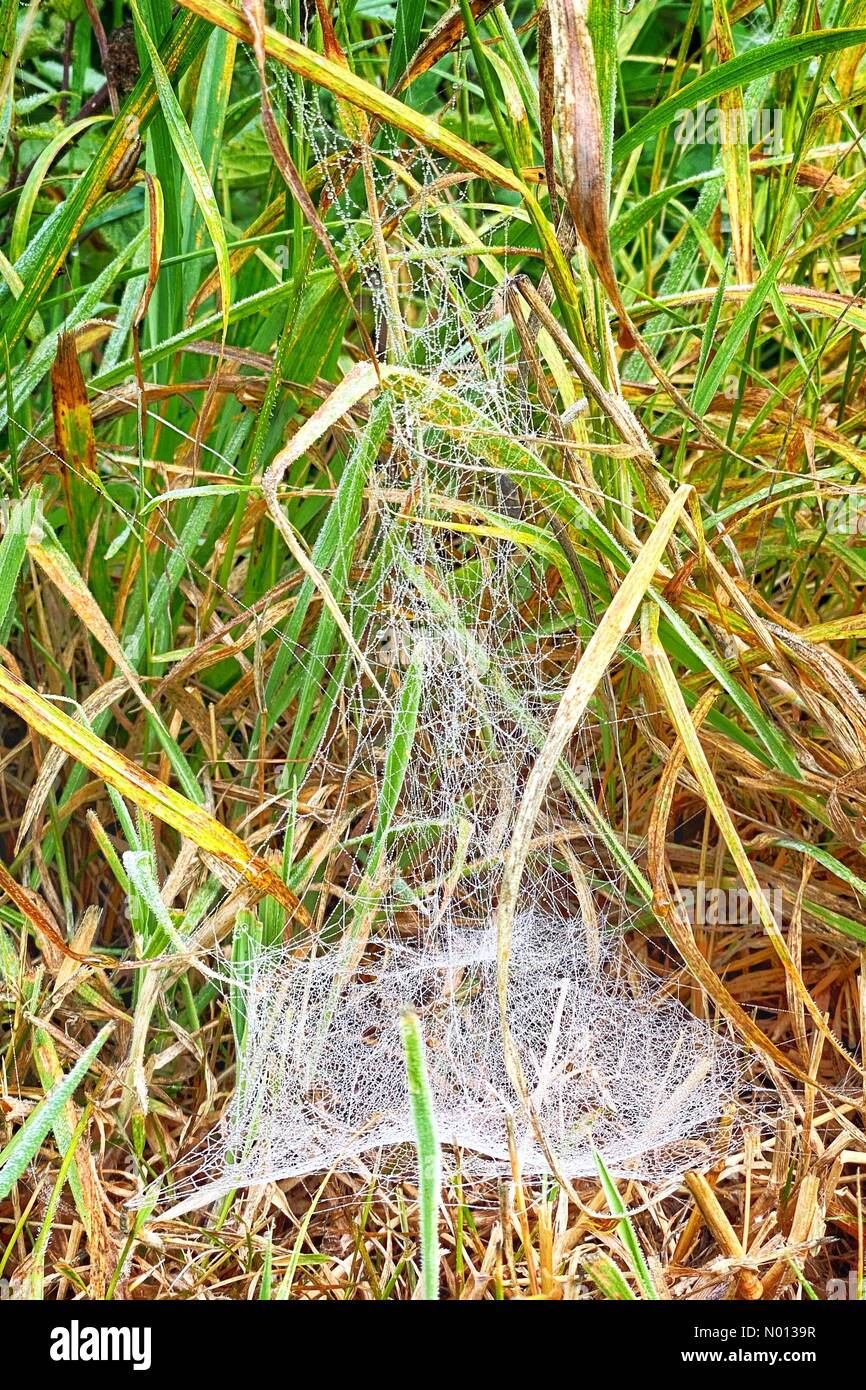 Spiders web looks like Eiffel Tower in Dunsford, Devon, UK. Credit ...