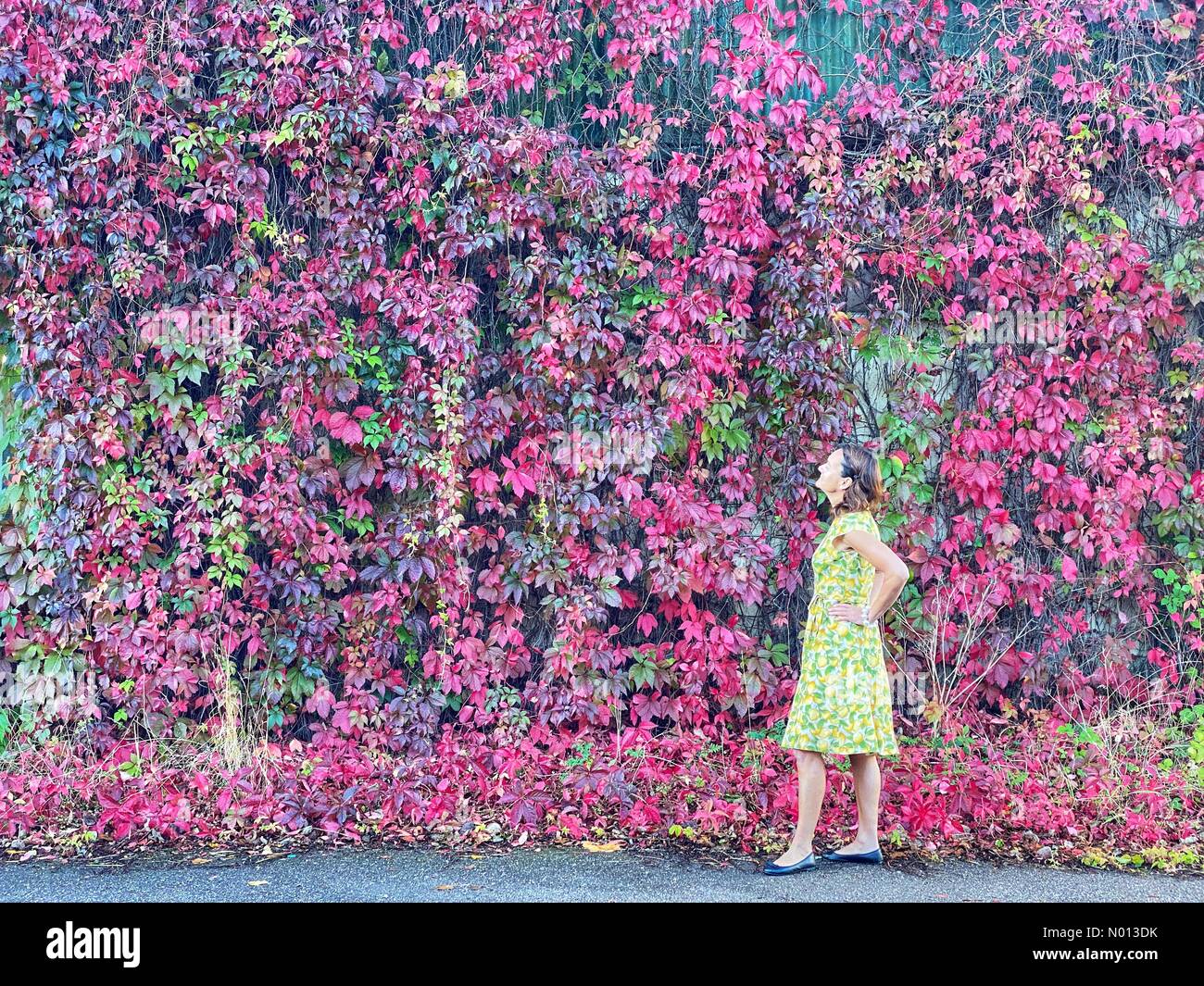 Ide, Devon. 25th Sep 2020. UK Weather: Autumn scene vibrant Virginia ...