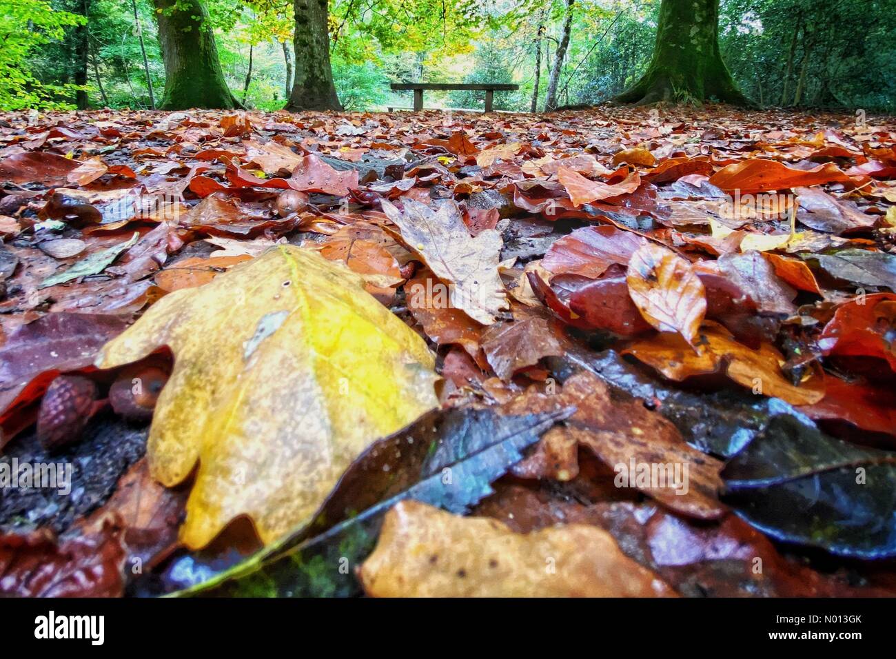 Dunsford Woods, Devon. 22nd Oct 2020. UK Weather: colourful leafy ...