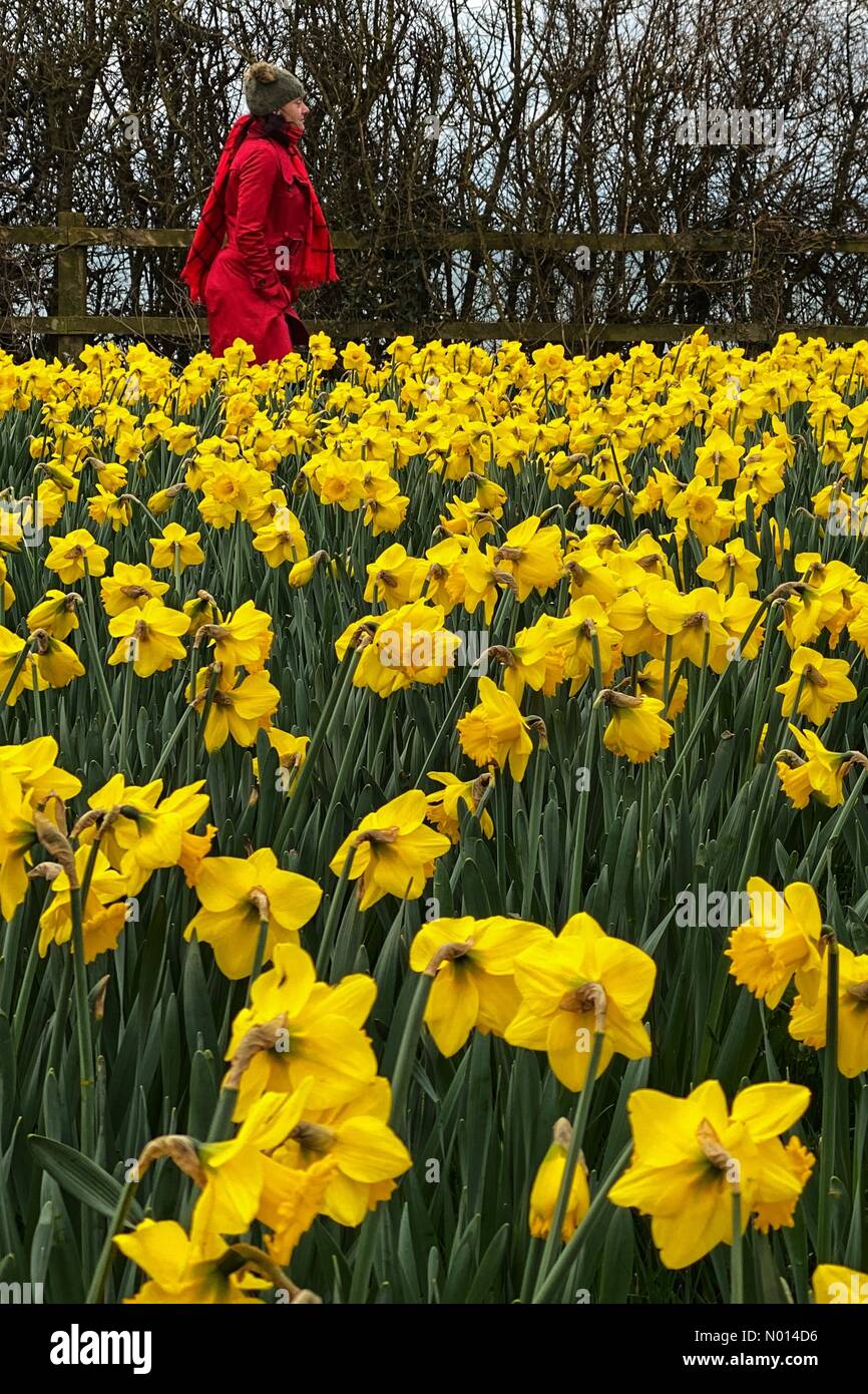 Devon, UK. March 5th 2021: ‘Valley of a million bulbs' daffodil project ...