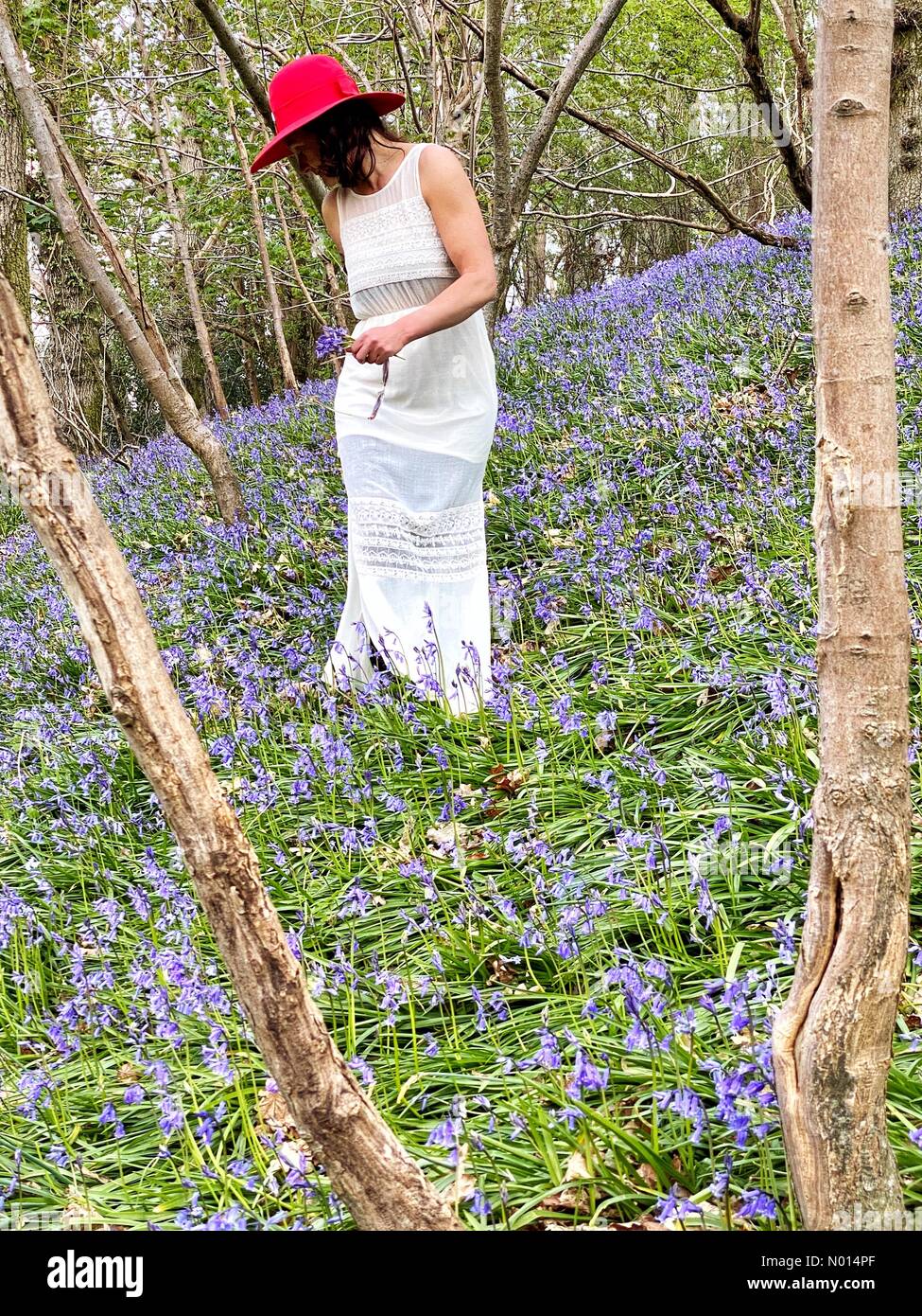 Devon, UK. April 30 2021: UK Weather: Bluebells carpet woods in ...