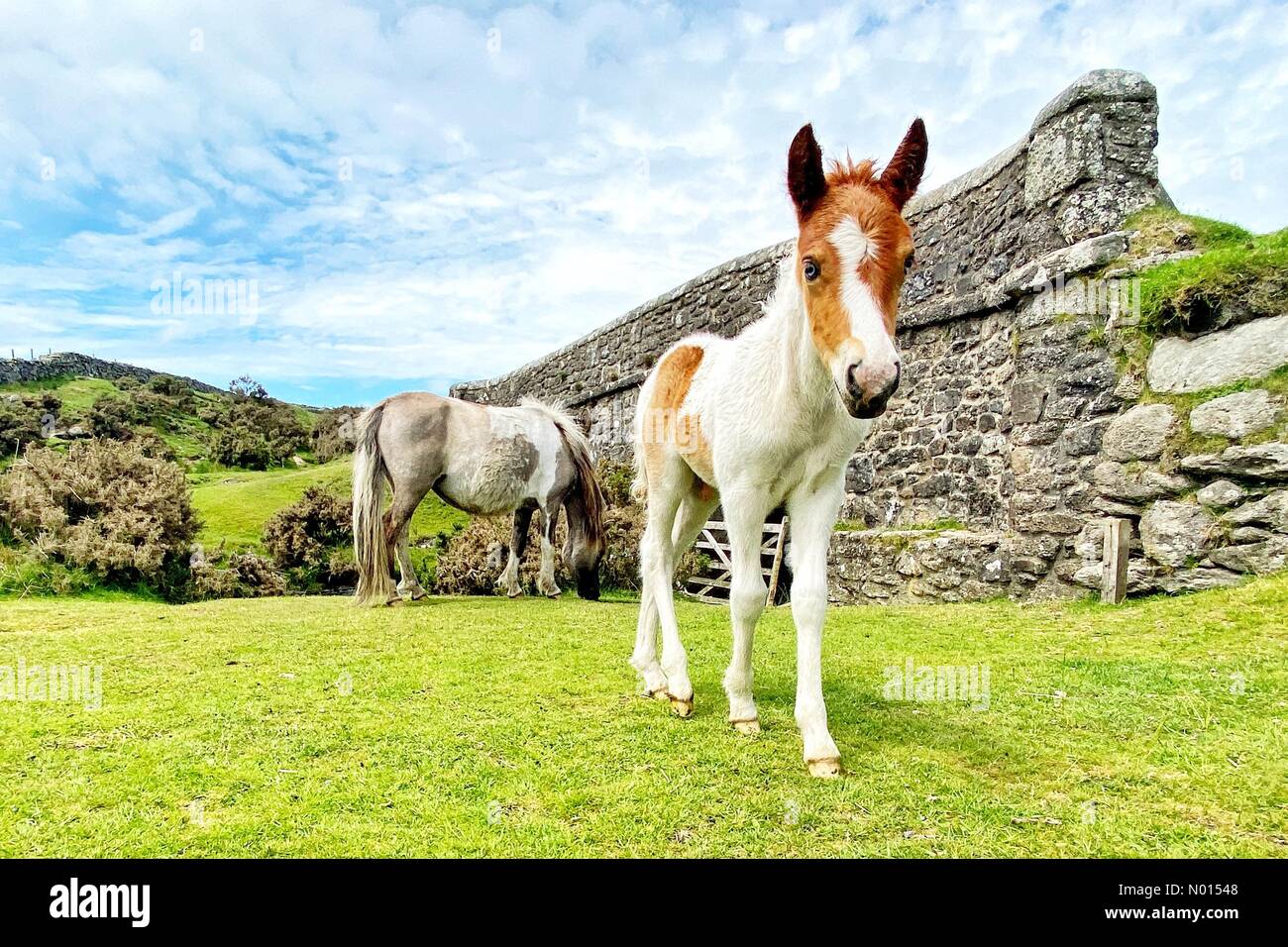 Dartmoor, Devon. 17th June 2021. New born foal on Dartmoor, Devon, UK ...