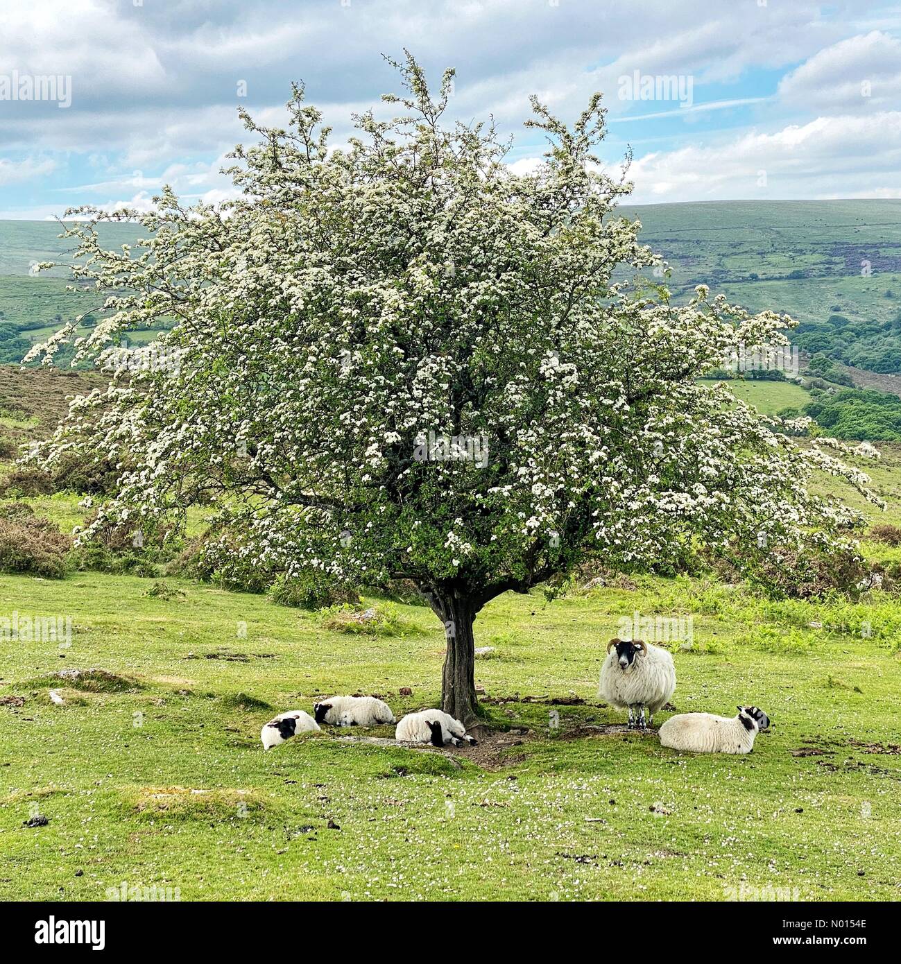 Dartmoor, Devon, UK. 17th June 2021. Sheep and lamb relax under a ...