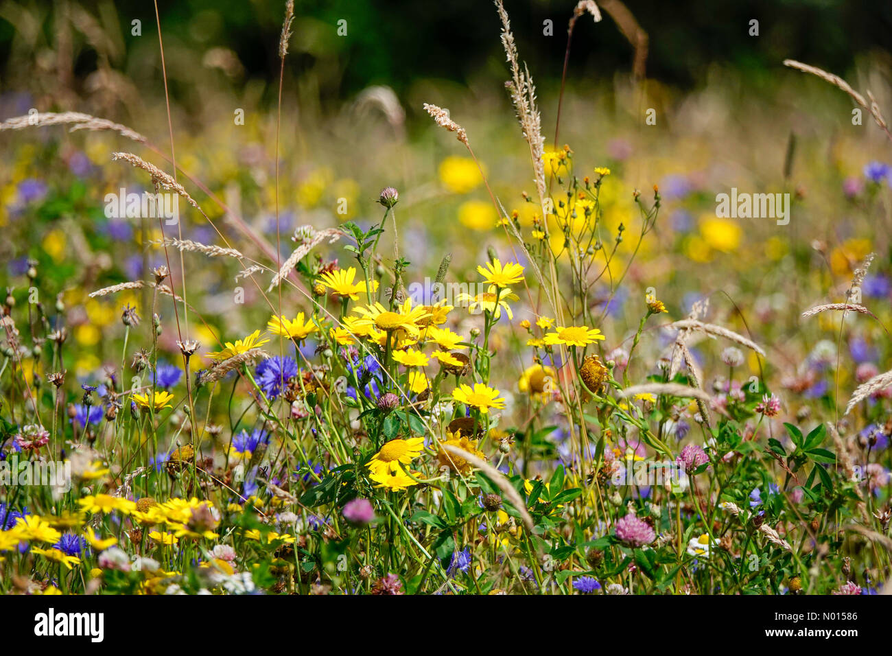 Godalming, UK. 17th July, 2021. UK Weather: Sunny in Godalming. Tuesley ...