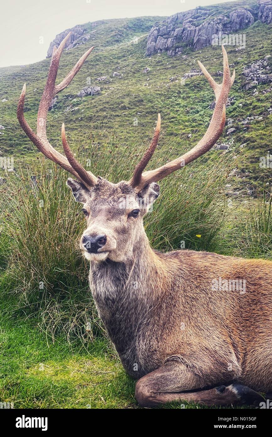 Magnificent stag deer near Torridon, Scottish Highlands, UK. 18th ...