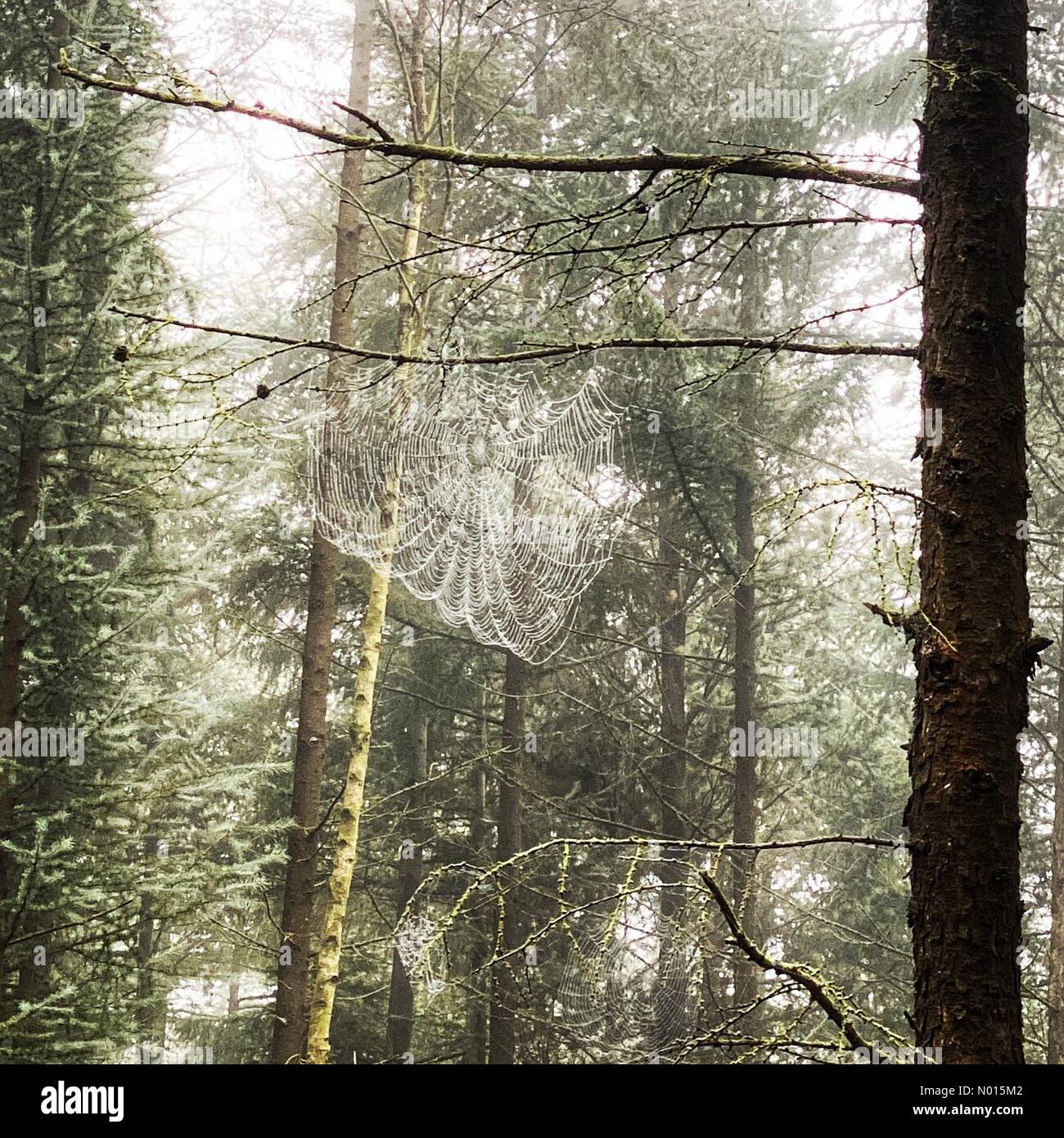 UK Weather: Cobwebs on a dewy Misty morning in Haldon Forest, Teign ...